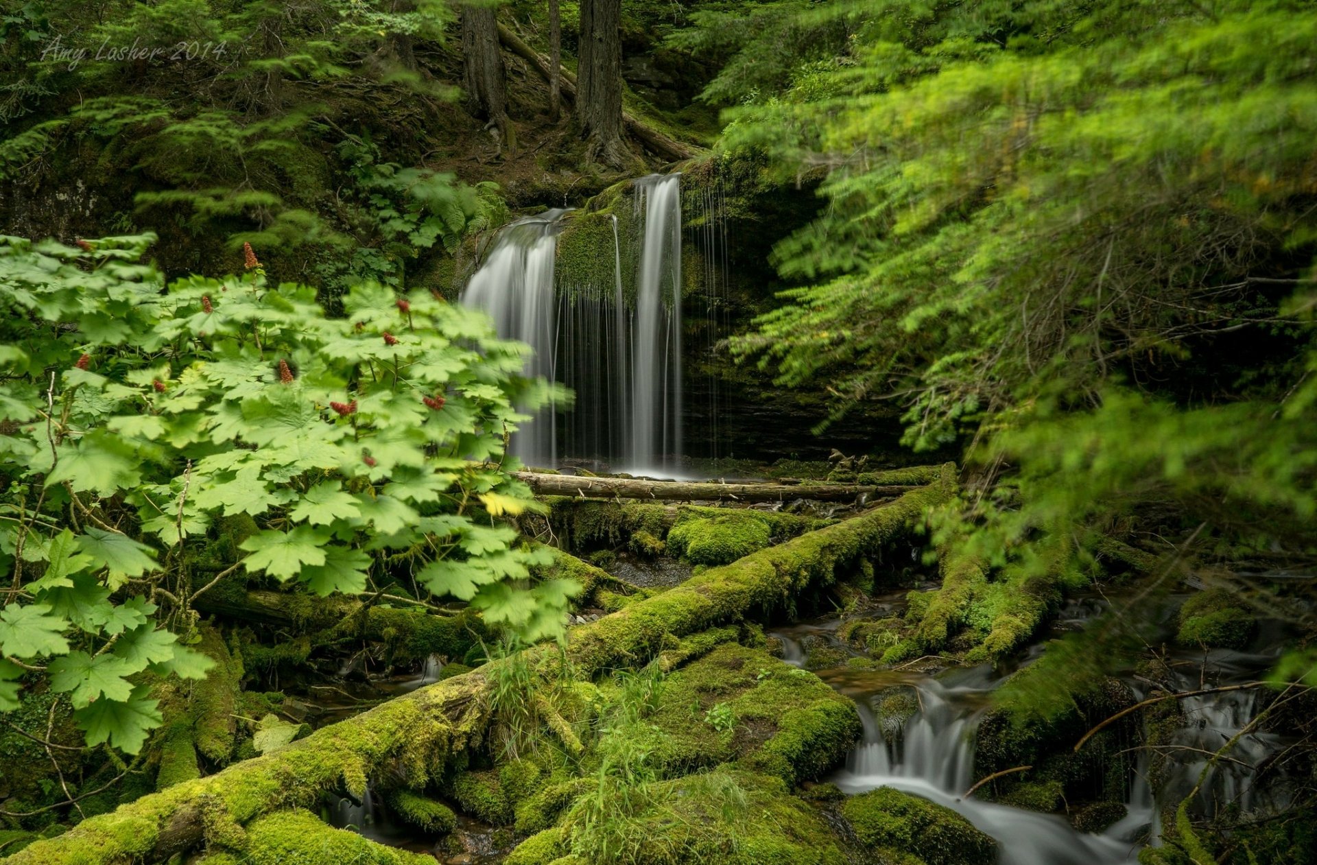 Download Forest Stream Nature Waterfall HD Wallpaper