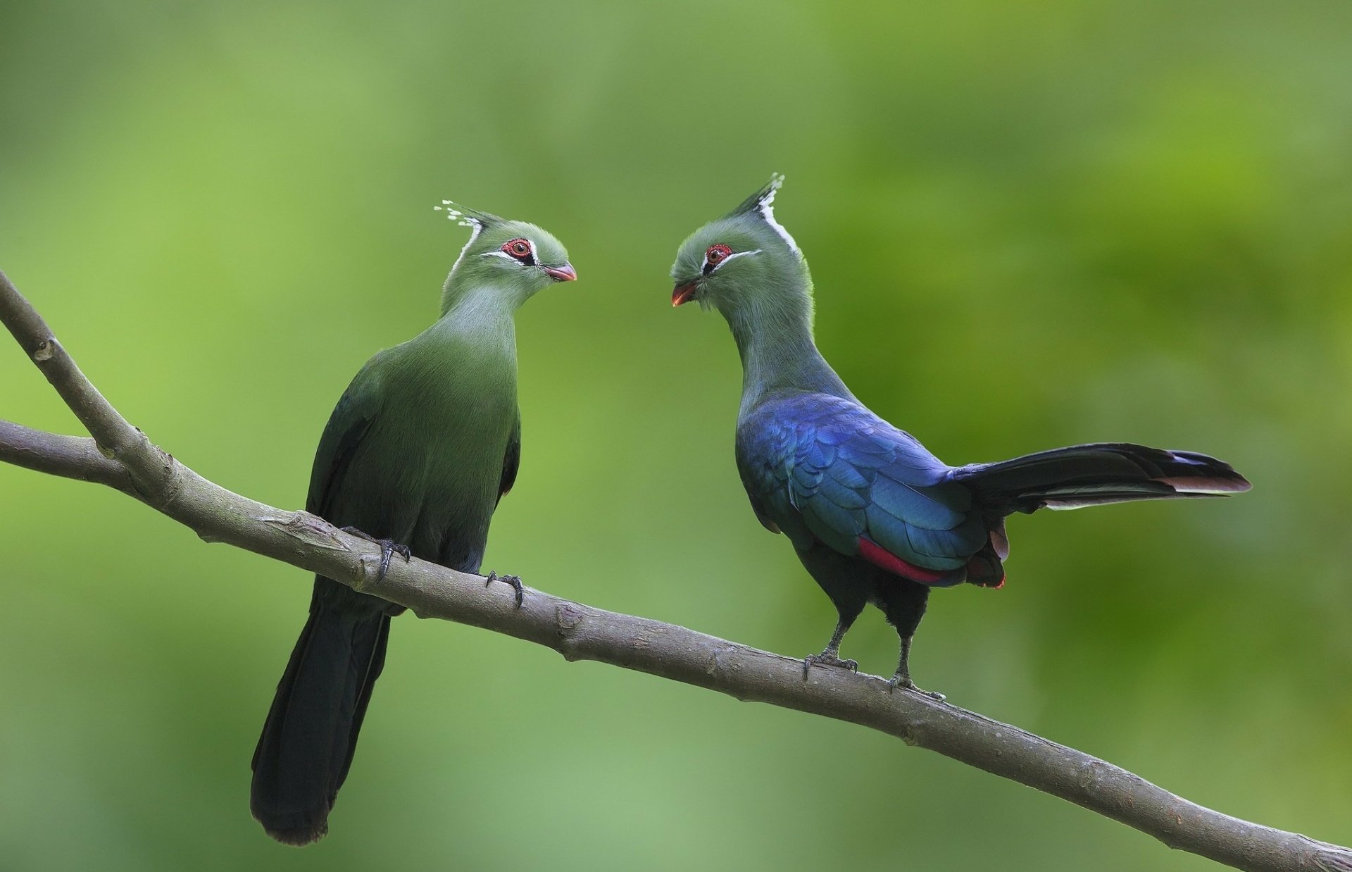 Elegant Turaco Couple Perched on Branch | Stunning HD Bird Wallpaper