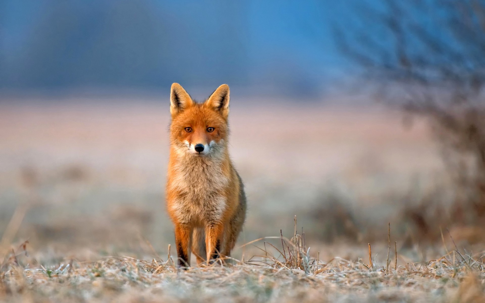 Download Animal Fox HD Wallpaper