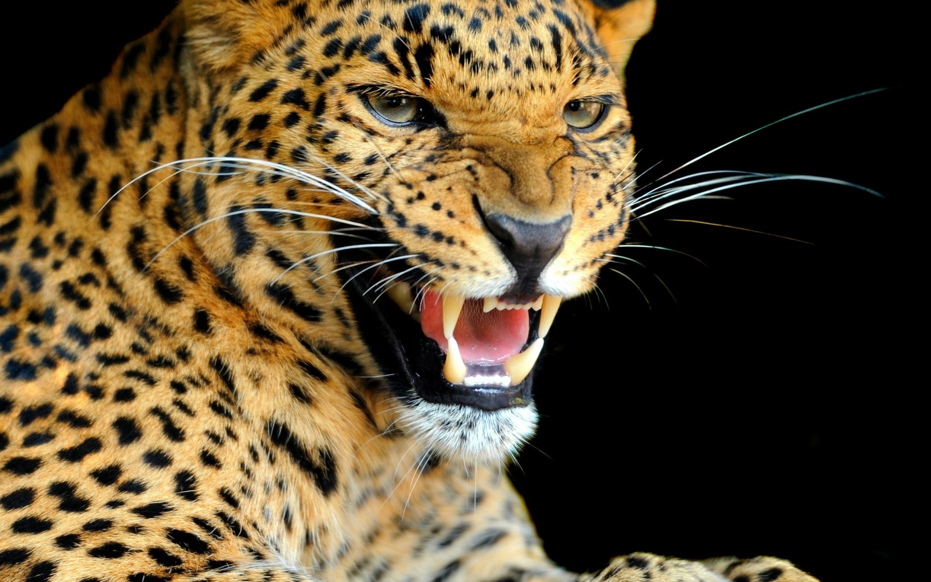 Fierce Leopard HD Wallpaper: Wild Beauty in Stunning Detail