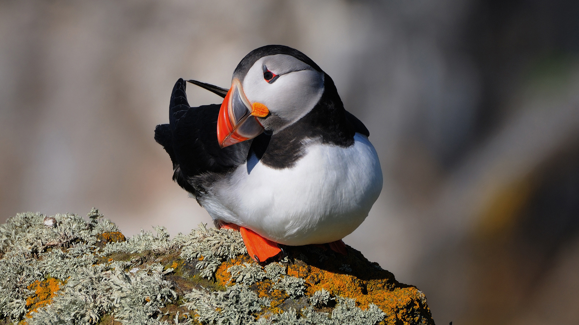 Download Animal Puffin HD Wallpaper