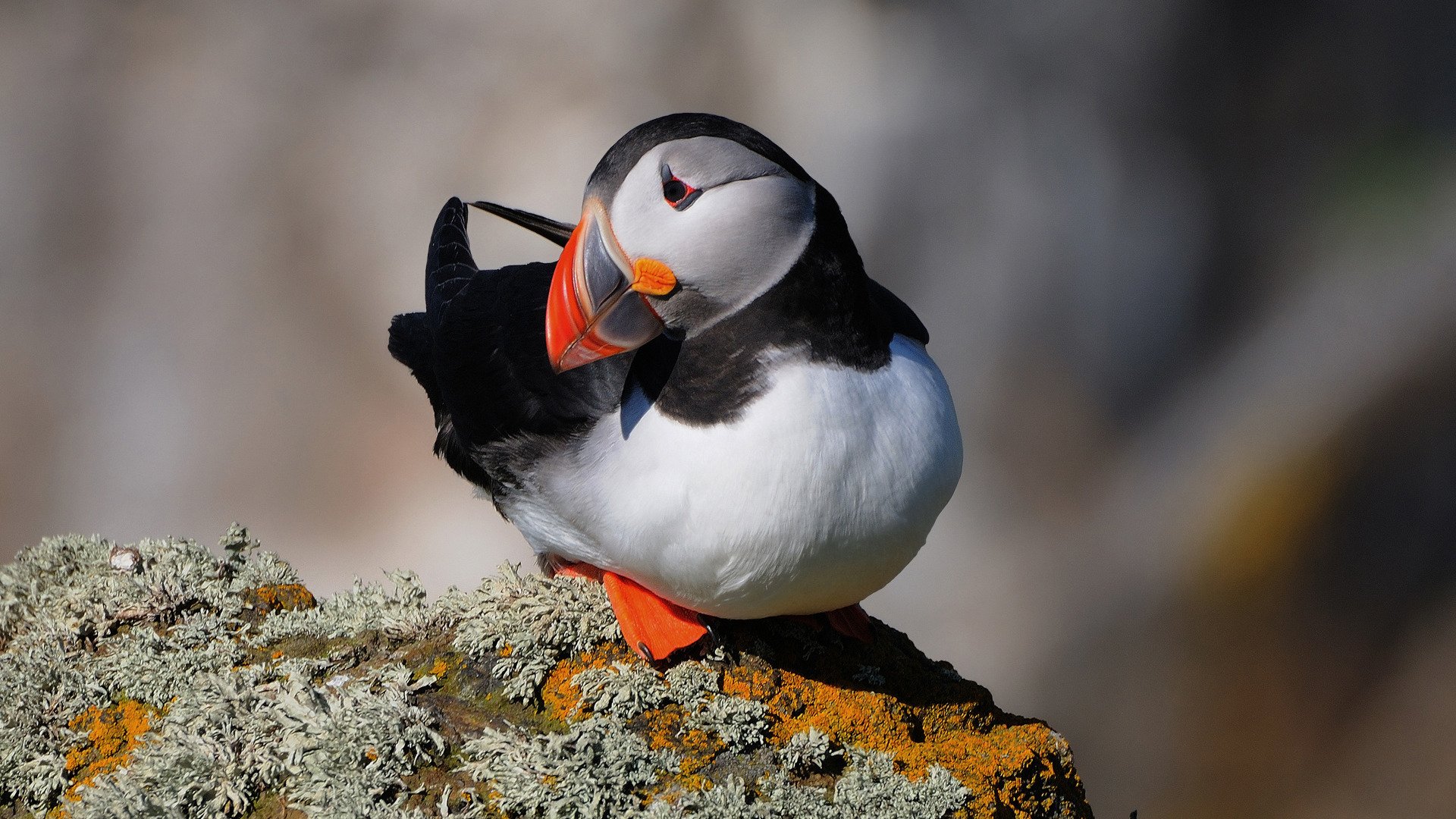 Download Animal Puffin HD Wallpaper | 1920x1080 | Wallpaper Abyss