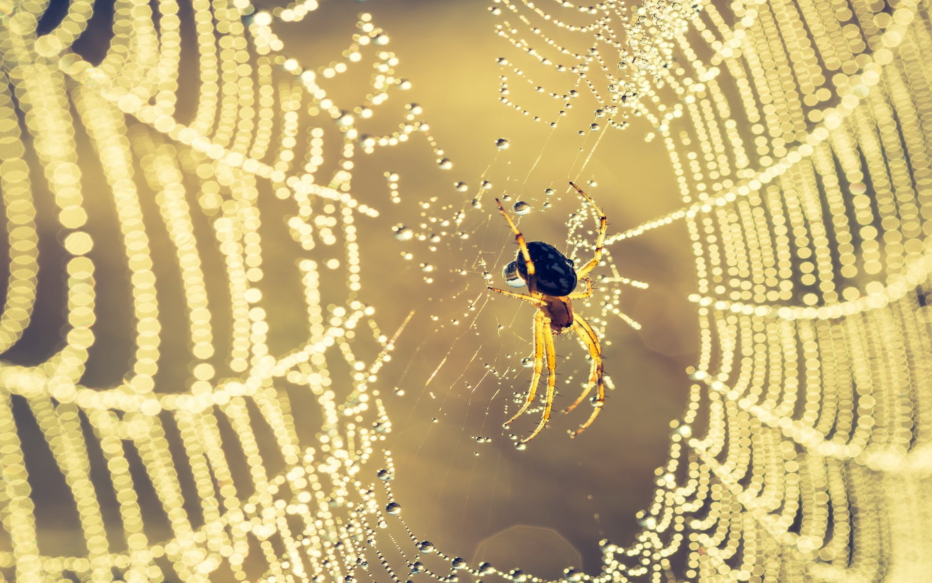 Spiders 3d Hd Wallpapers