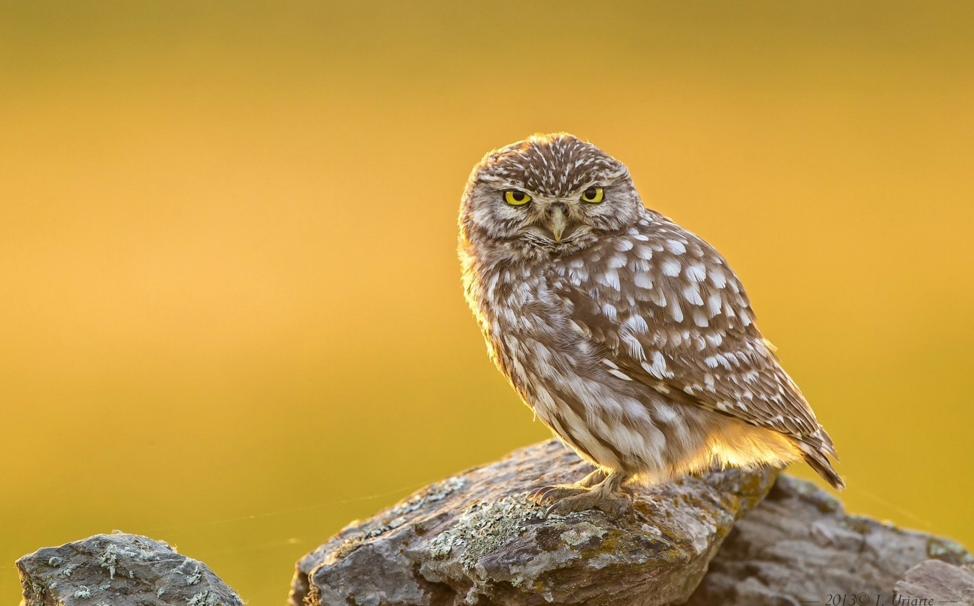 Majestic Owl in Golden Light – HD Wildlife Wallpaper | 2043x1270 ...