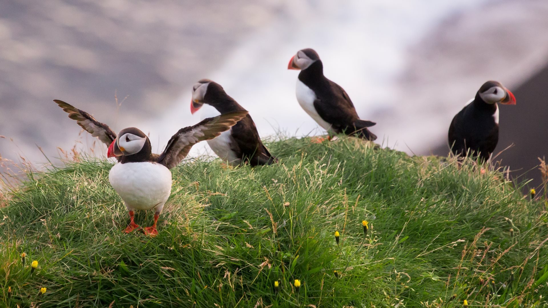 Charming Puffins on Lush Green Grass – HD Cute Animal Wallpaper ...