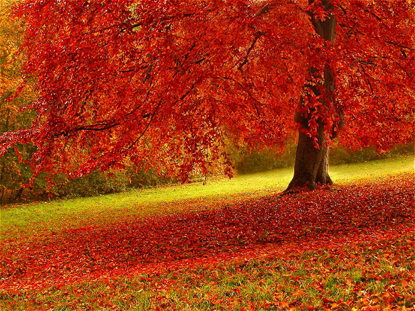 Vibrant Fall Serenity: HD Nature's Autumn Glory