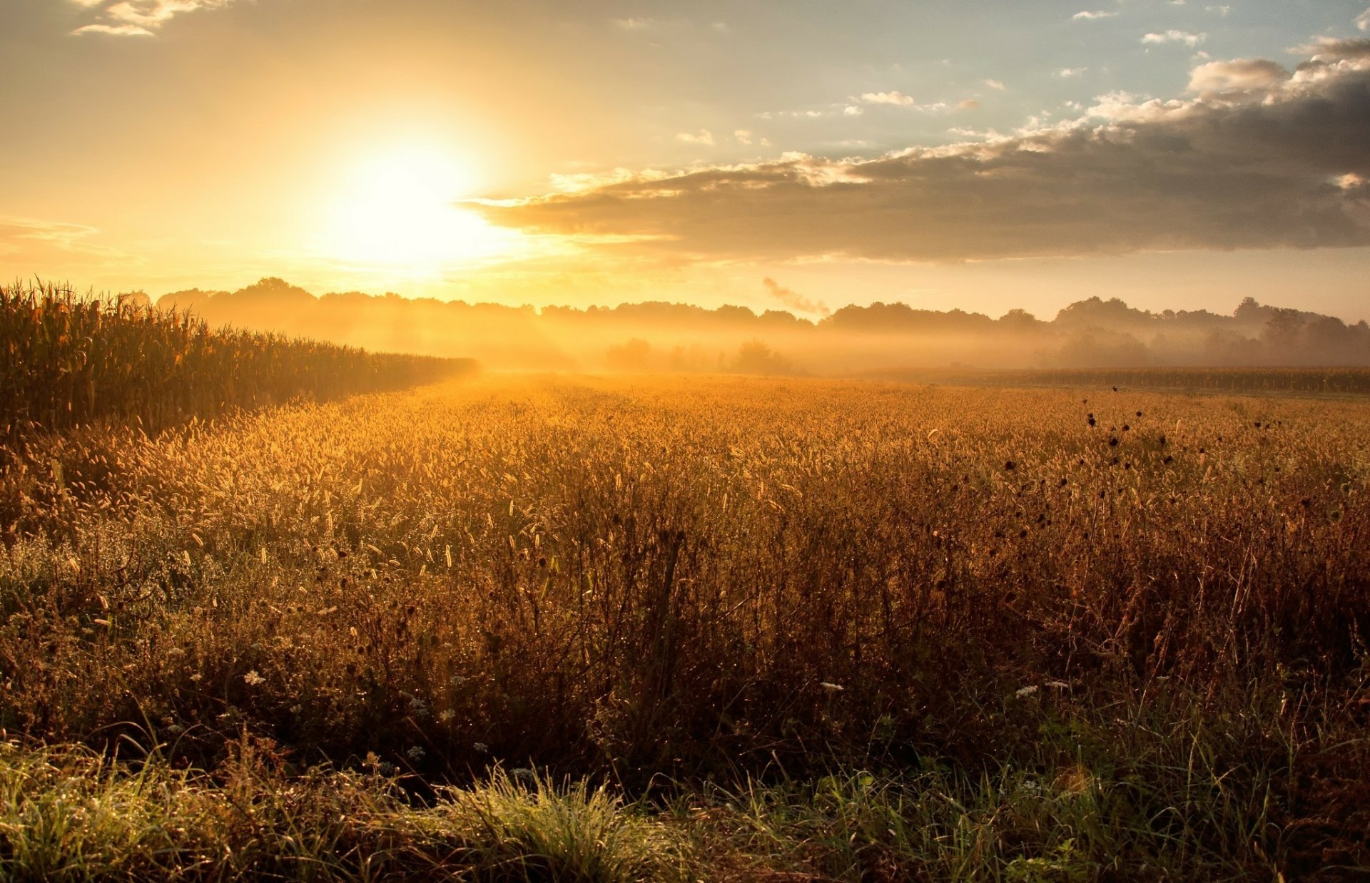 Golden Sunset Glow Over Tranquil Nature Field – HD Wallpaper