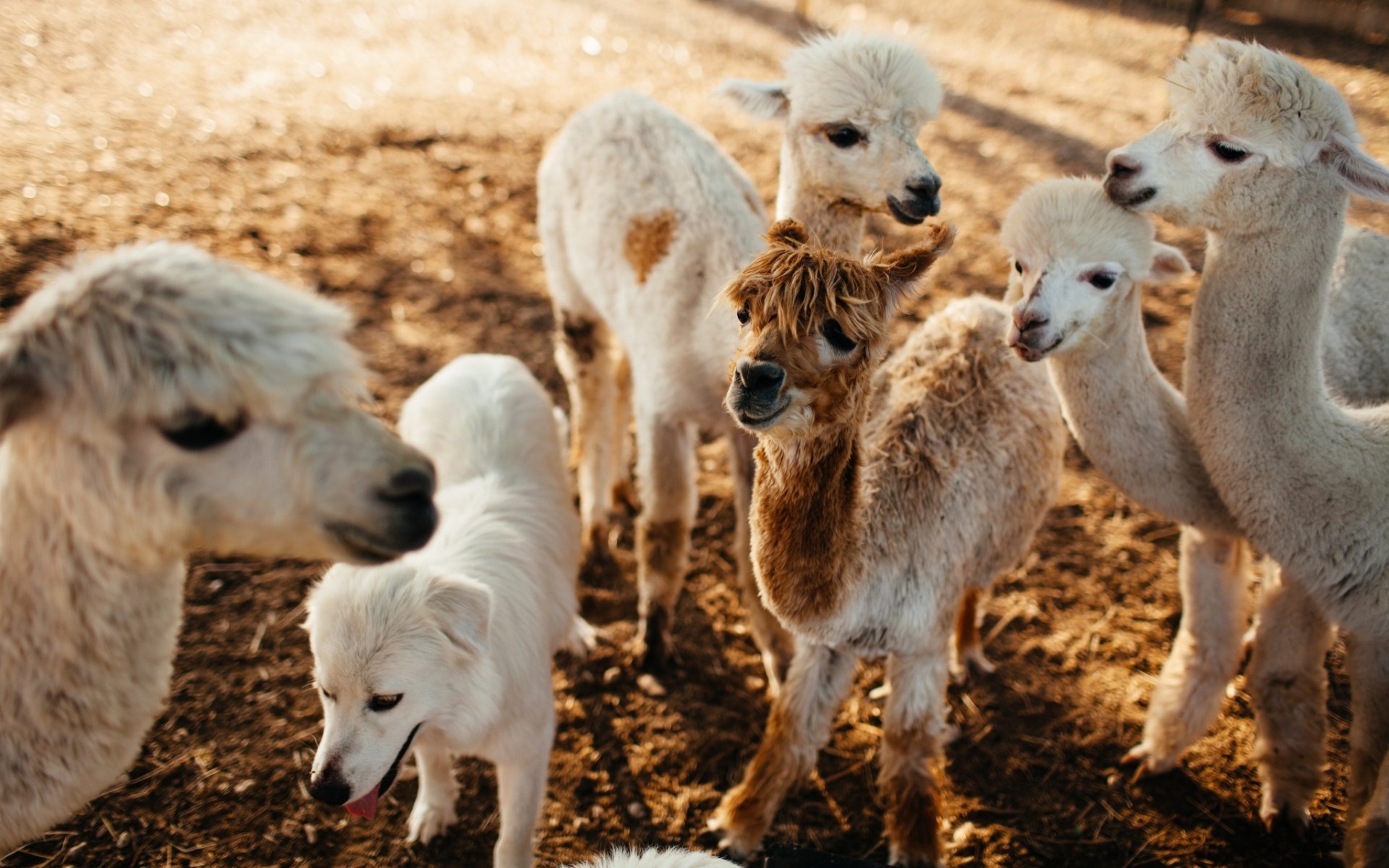 Download Animal Alpaca HD Wallpaper