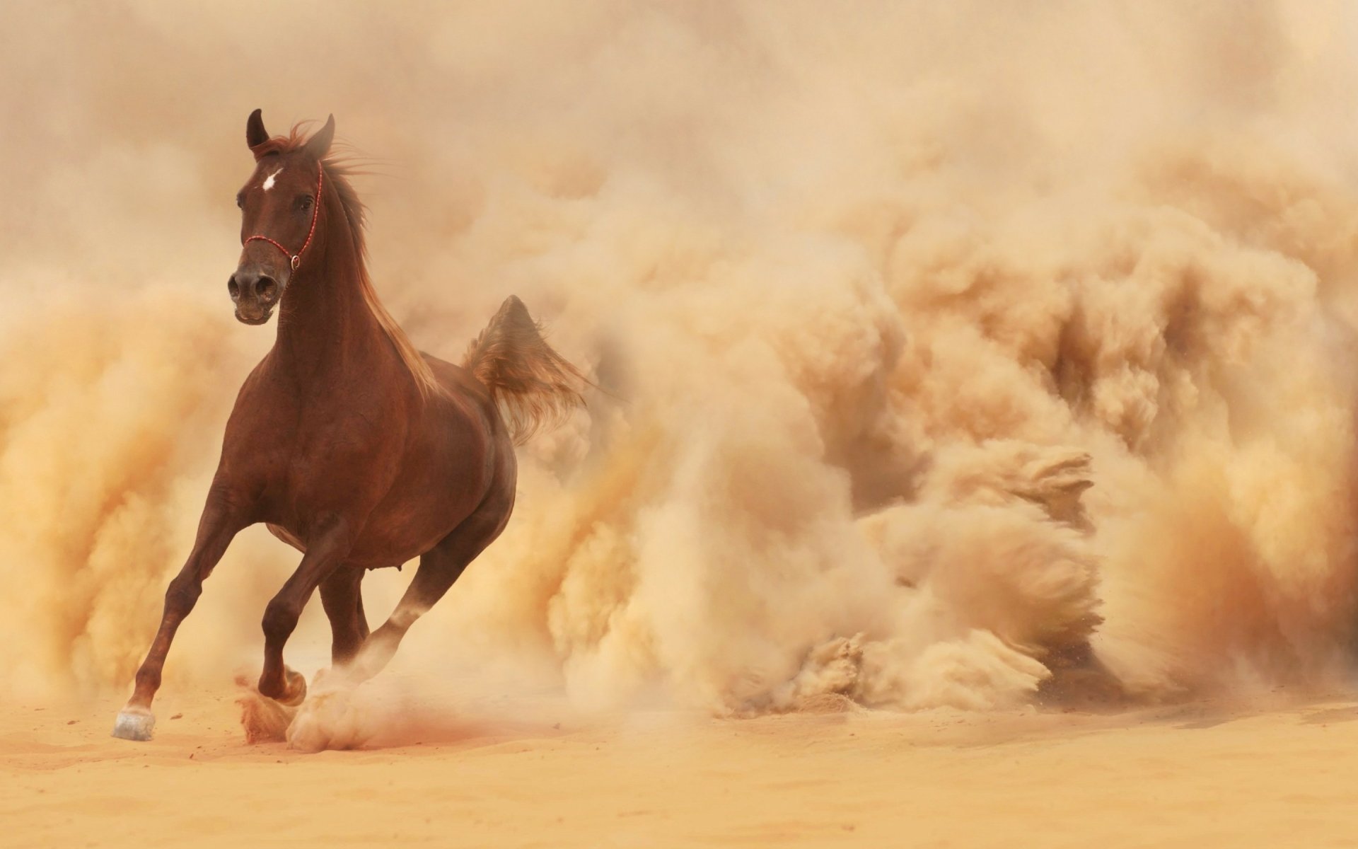 Majestic Horse Running Through Dust - HD Wallpaper