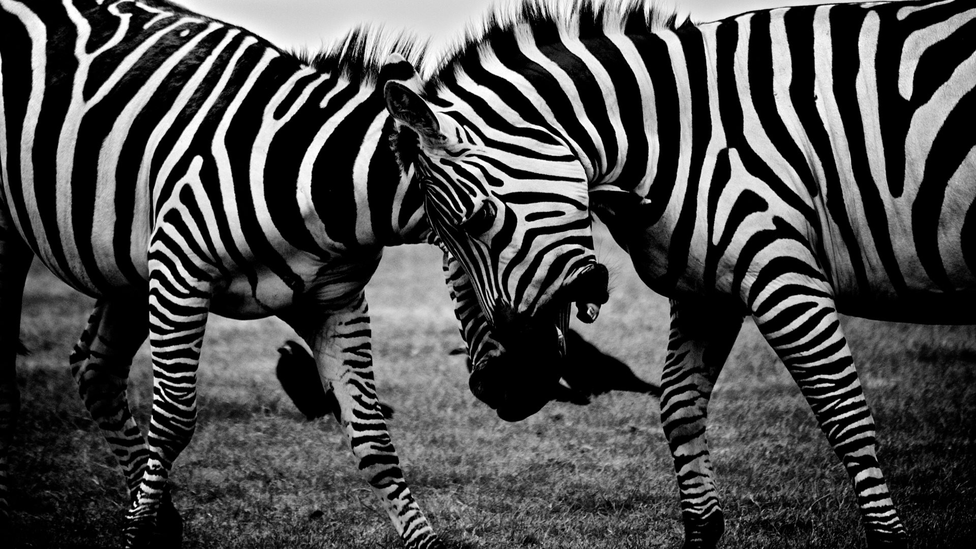 Download Animal Zebra HD Wallpaper