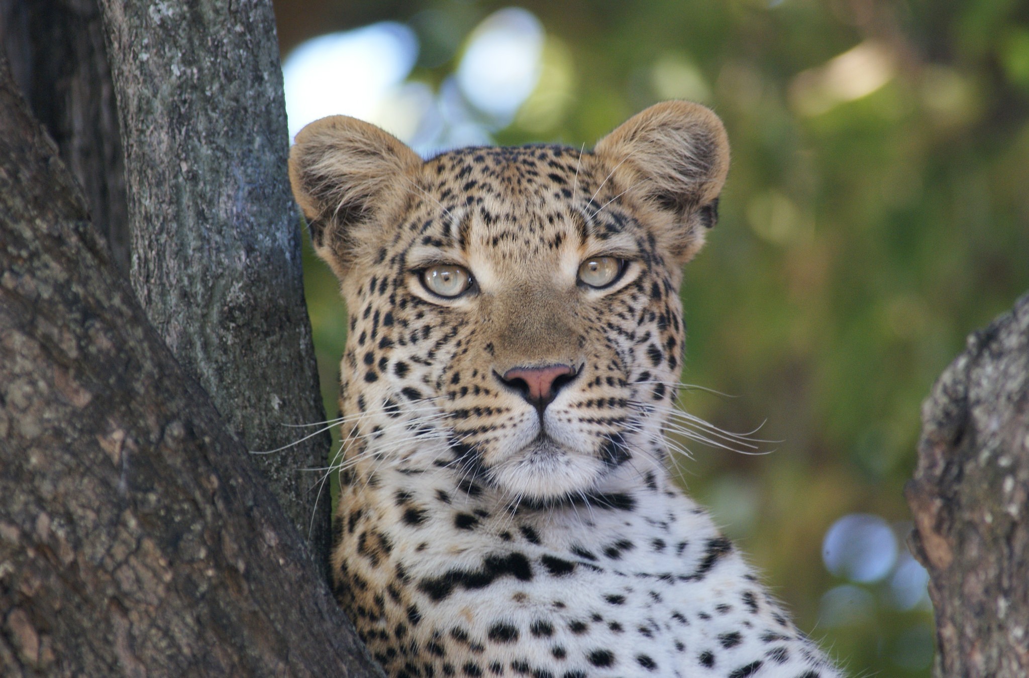 Download Tree Animal Leopard HD Wallpaper