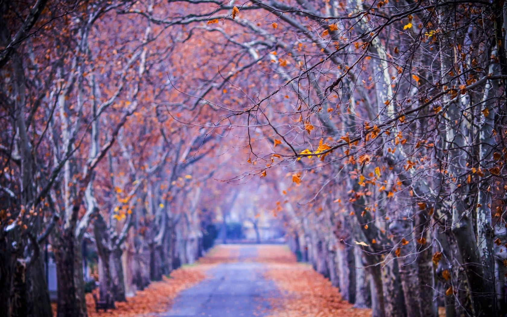 Serene Fall Pathway: HD Nature Wallpaper