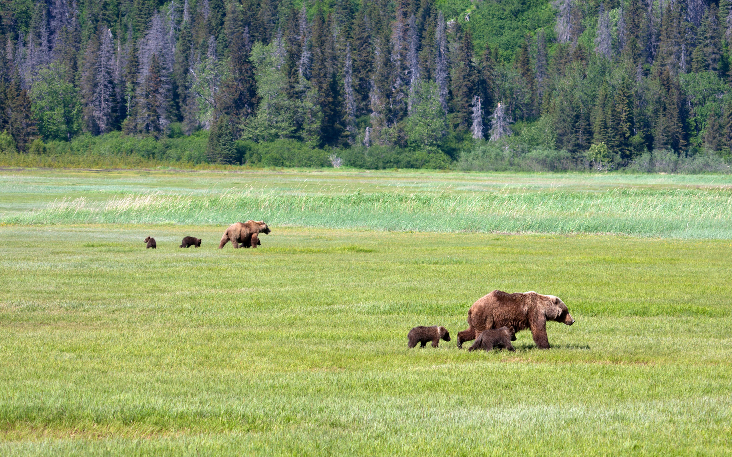 Download Grass Animal Bear HD Wallpaper