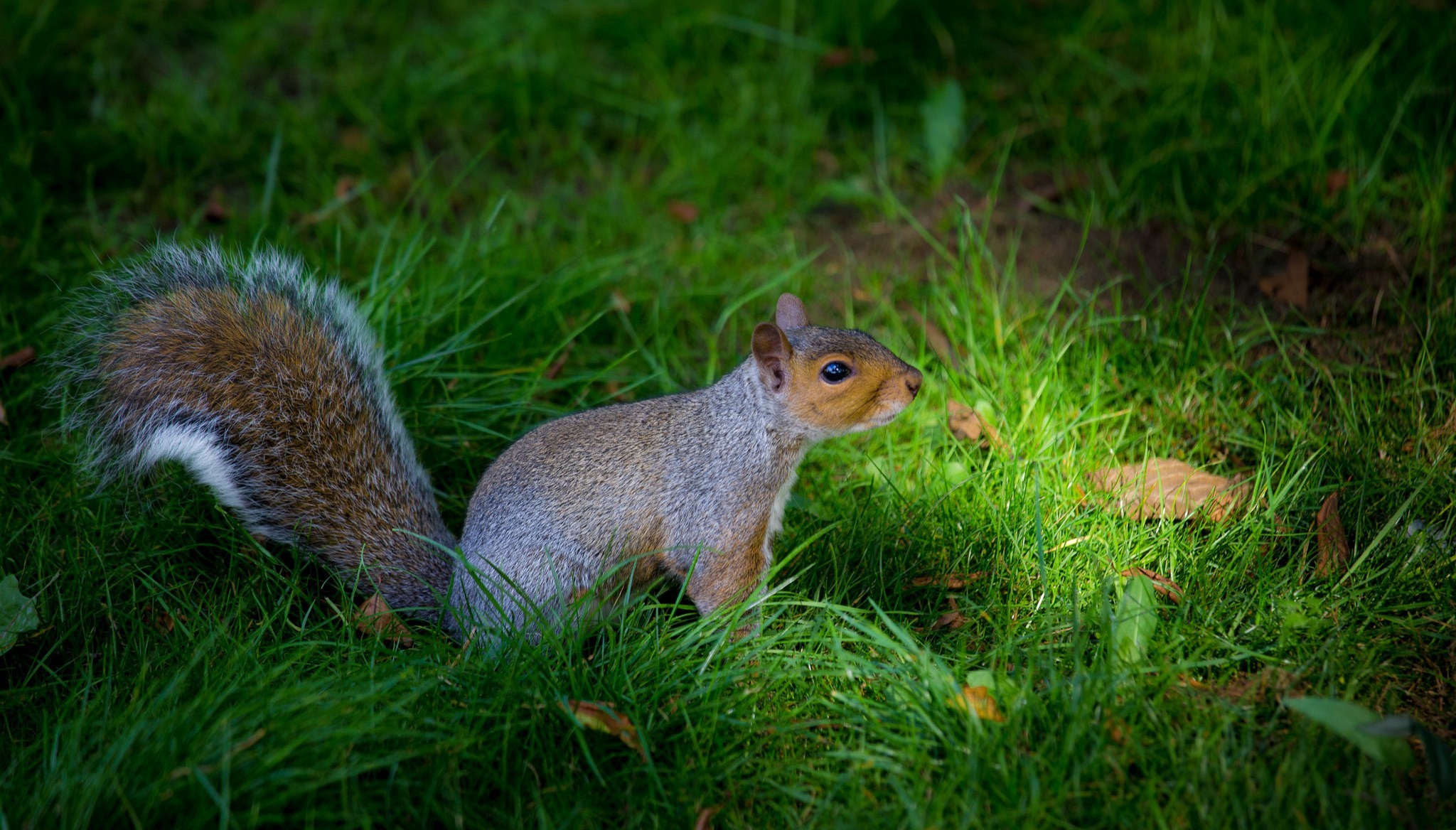 Download Leaf Grass Animal Squirrel HD Wallpaper