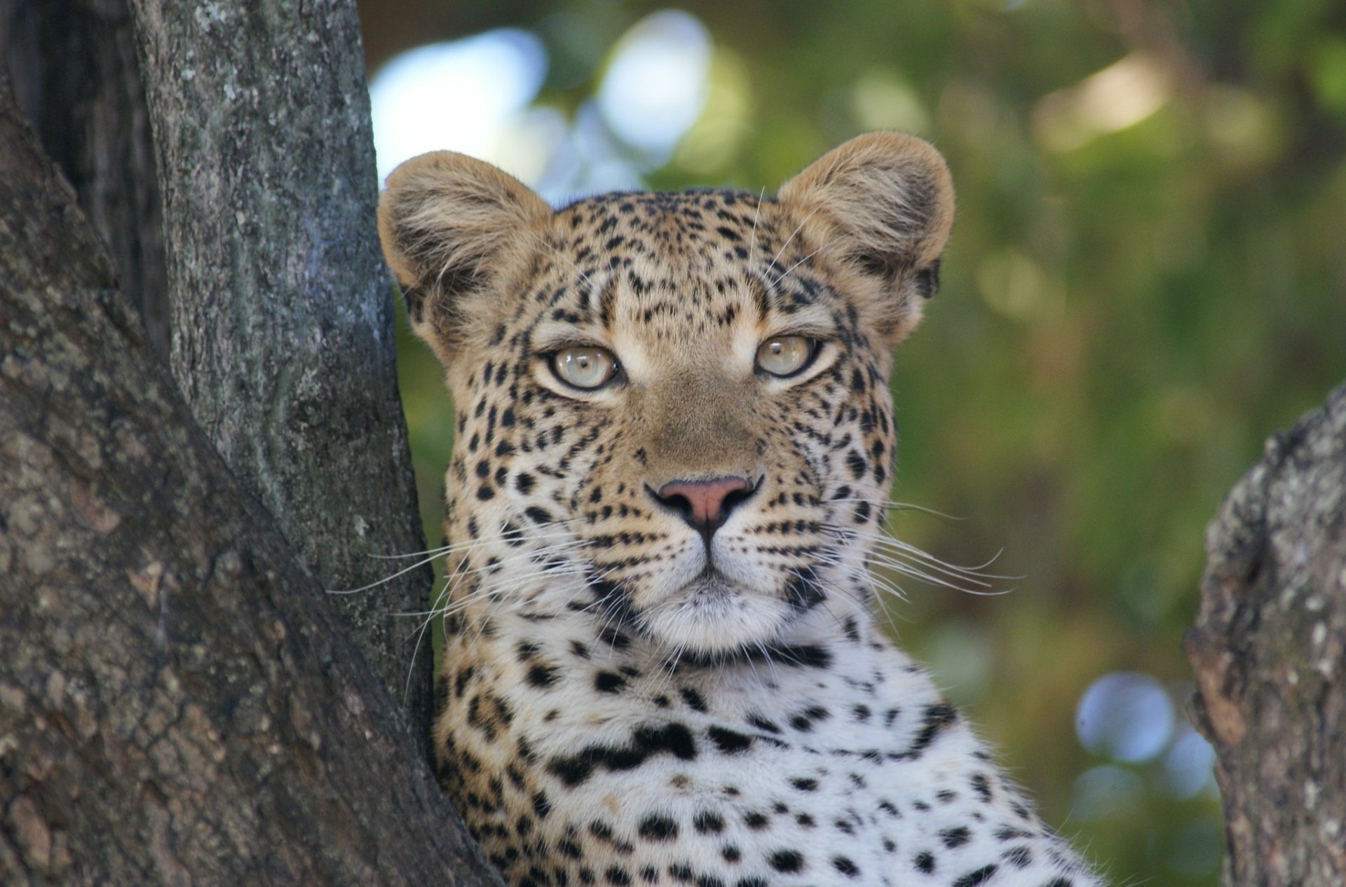 Download Tree Animal Leopard HD Wallpaper