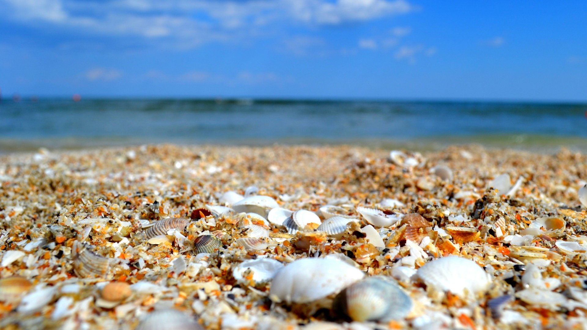 Download Seascape Nature Shell 4k Ultra HD Wallpaper by Iulia Radu