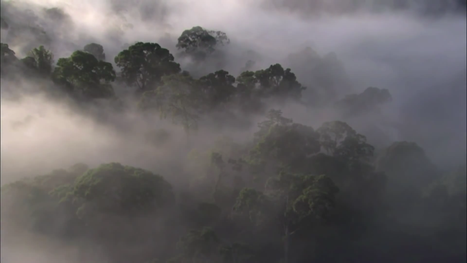 Nature Fog HD Wallpaper