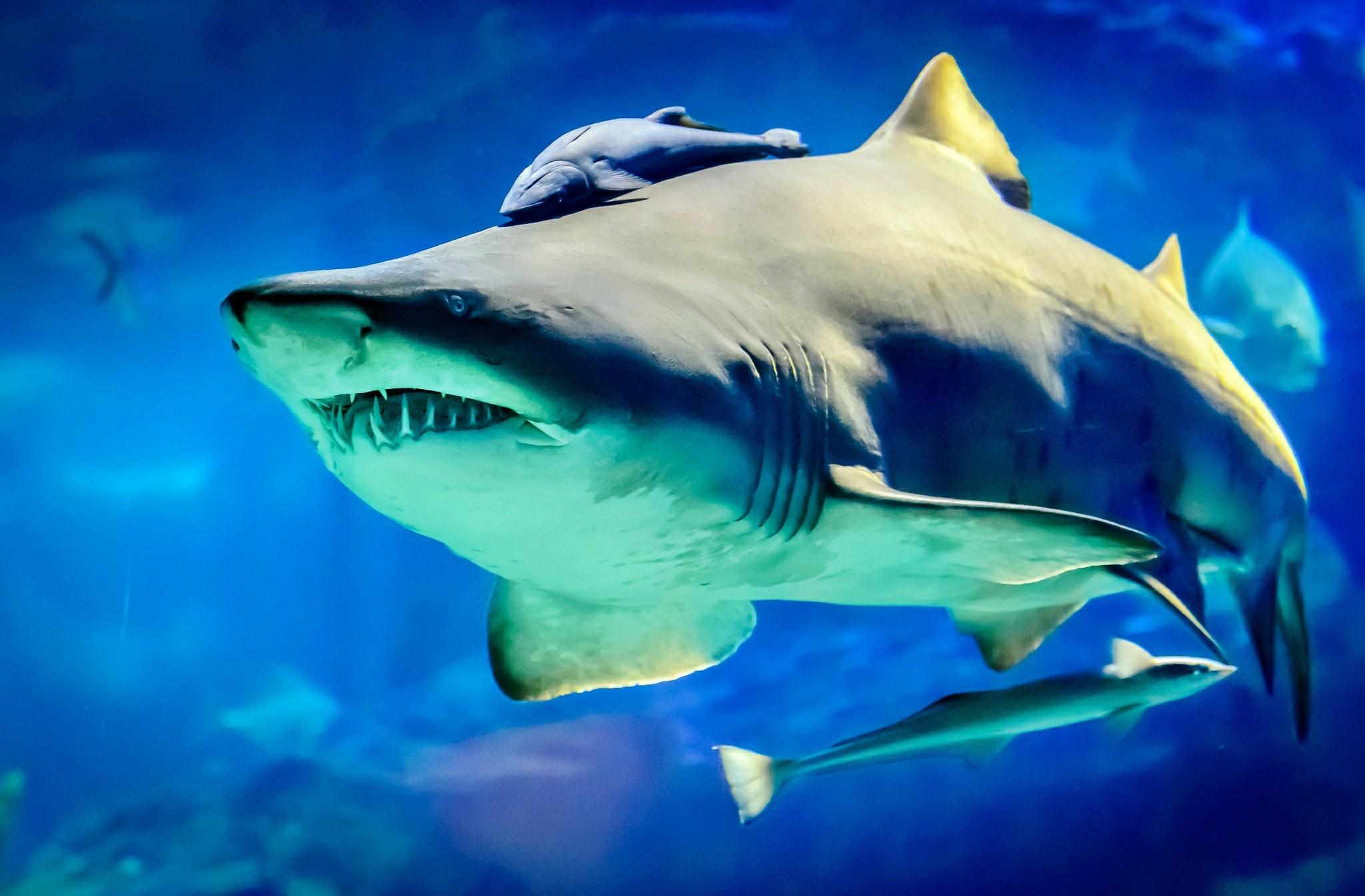 Download Underwater Fish Animal Shark HD Wallpaper