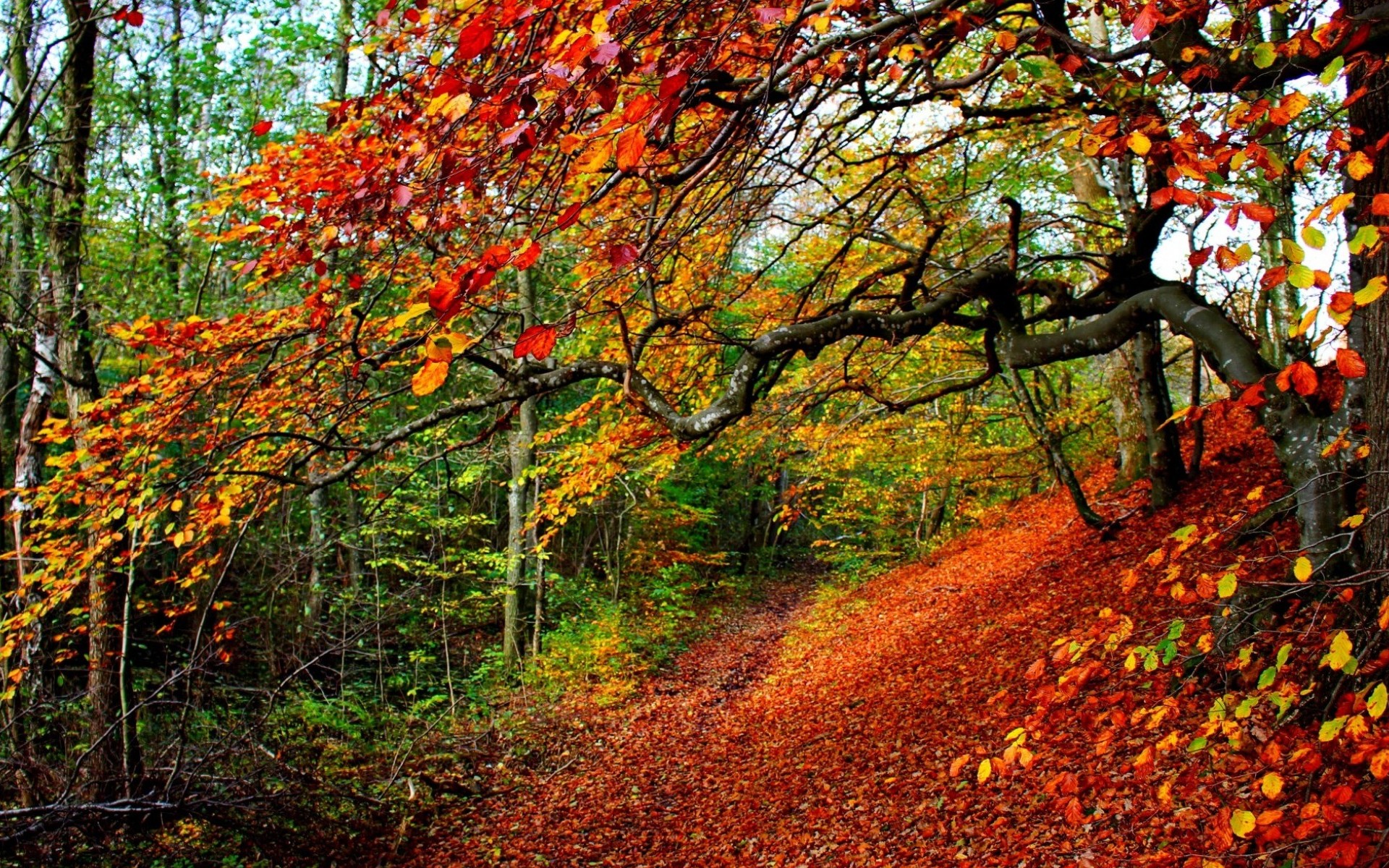 Download Leaf Tree Wood Nature Fall HD Wallpaper