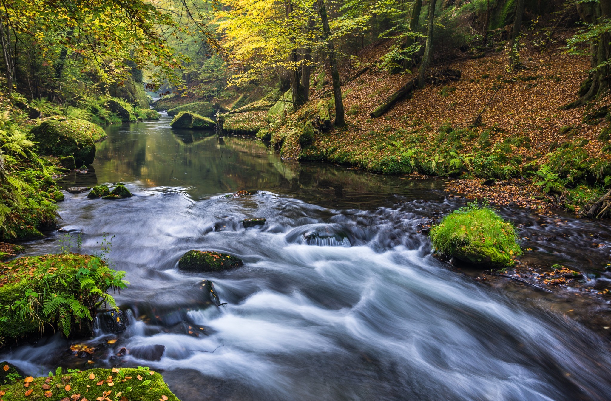 Download Leaf Forest Nature Stream HD Wallpaper