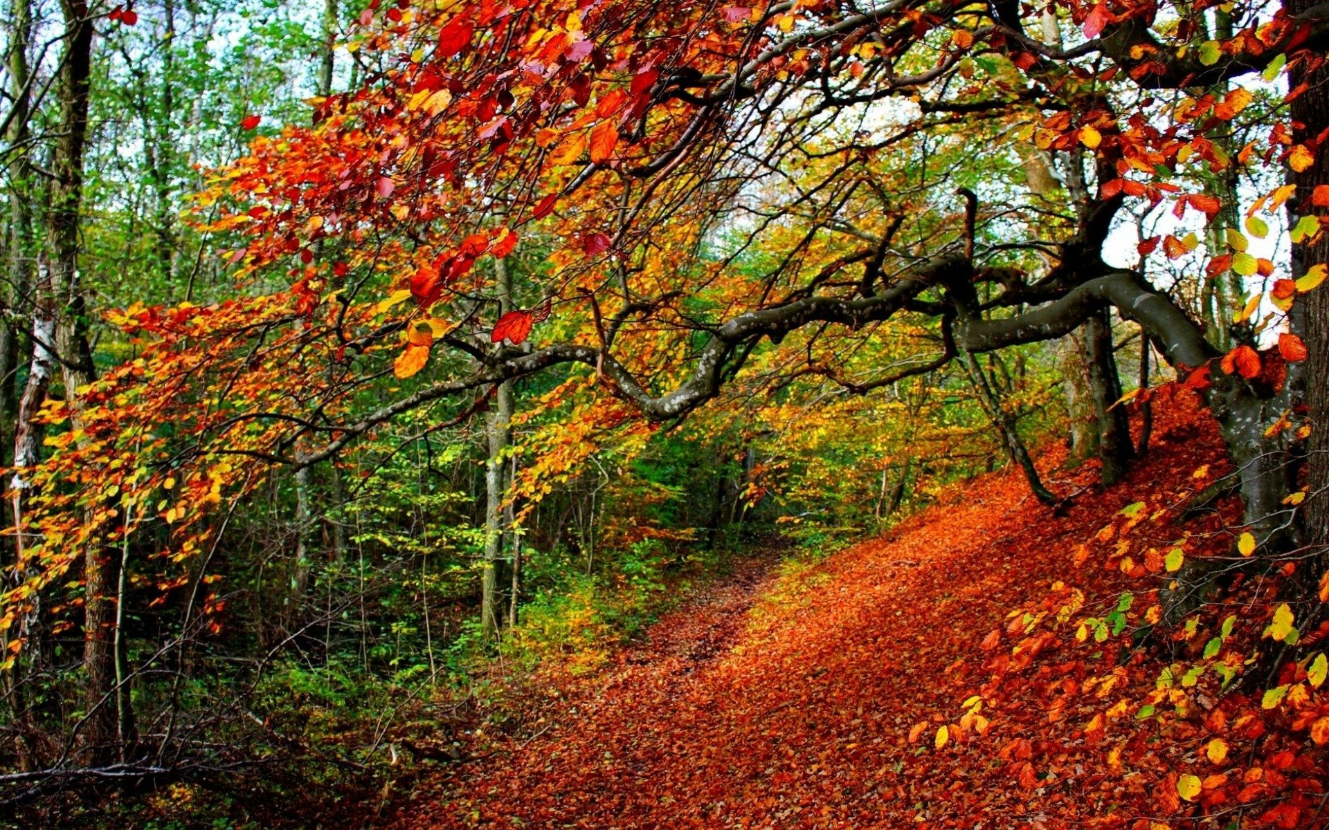 Download Leaf Tree Wood Nature Fall HD Wallpaper