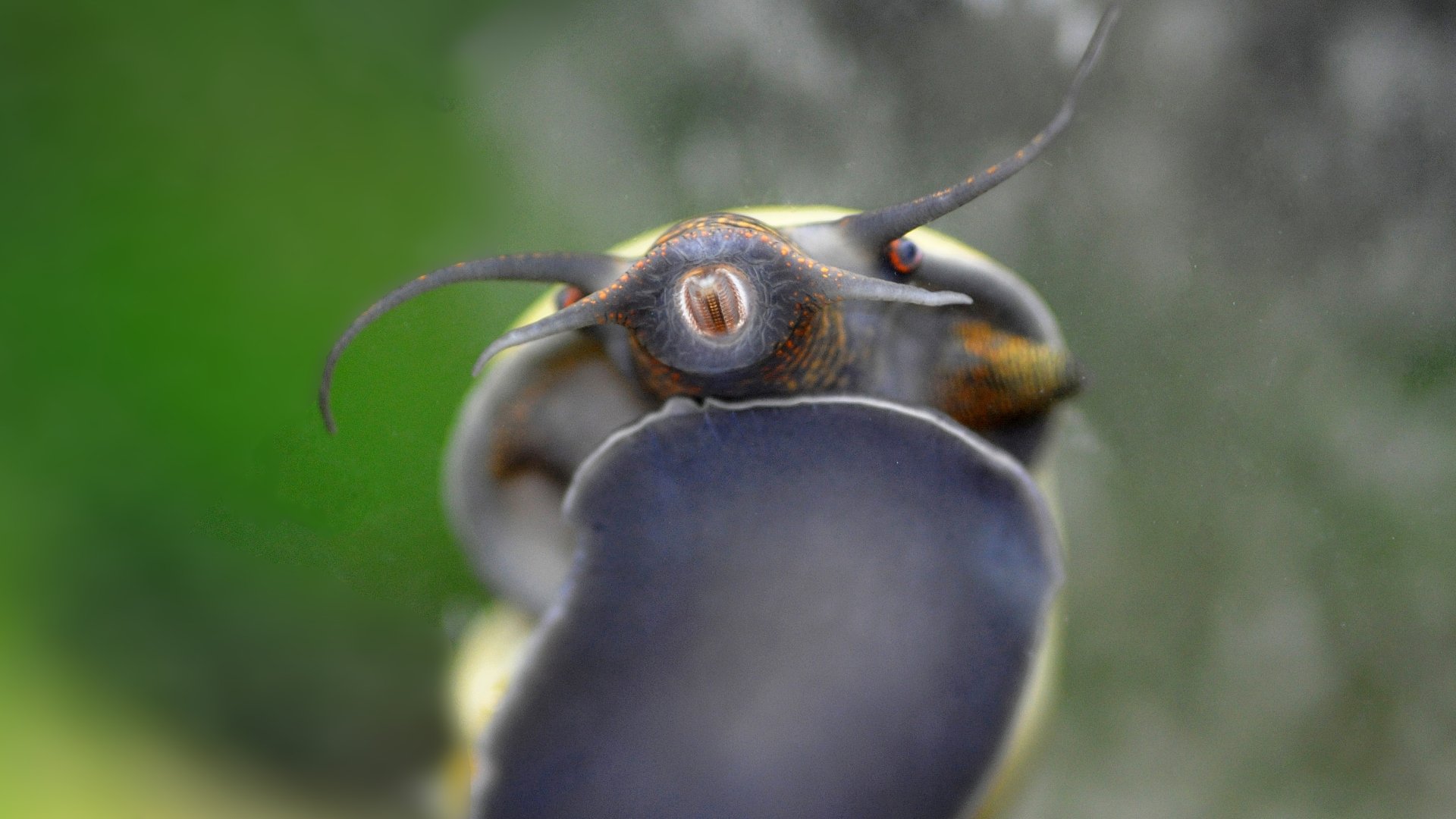 Download Animal Snail 4k Ultra HD Wallpaper