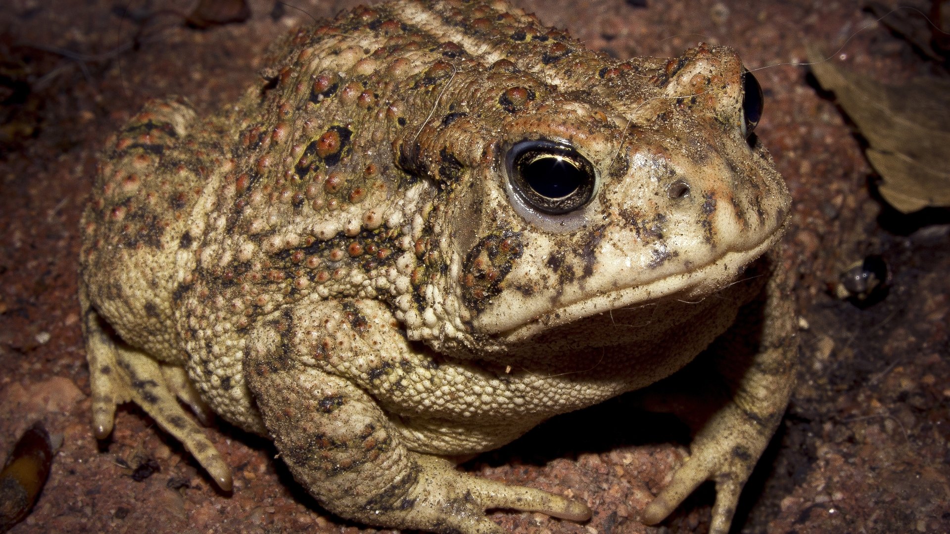 Download Animal Toad 4k Ultra HD Wallpaper