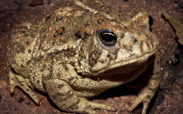 [10+] Toad 4k Wallpapers