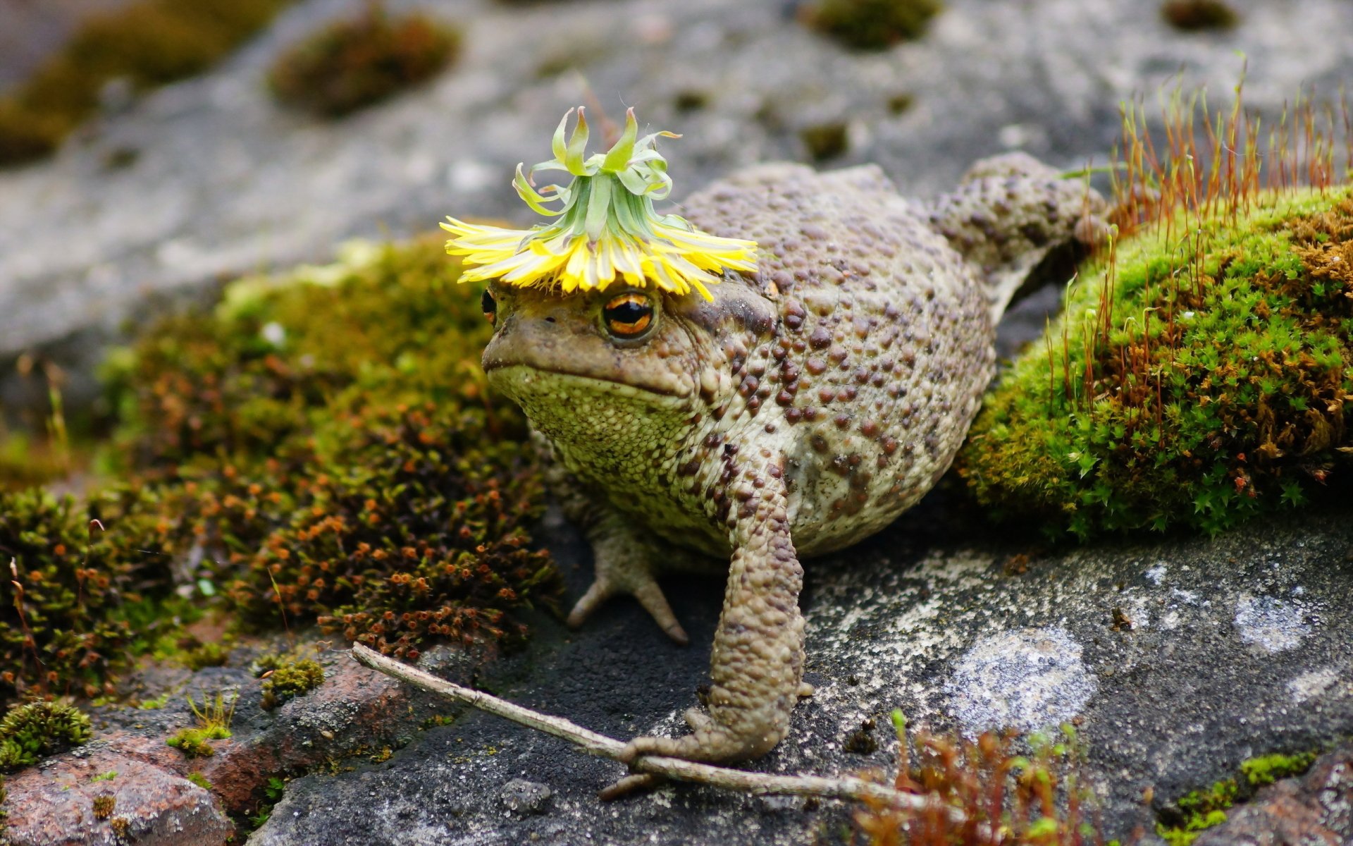 Download Toad Animal Frog HD Wallpaper