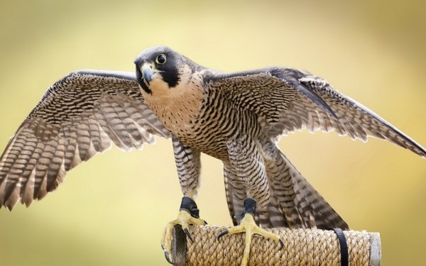 110+ Falke HD Wallpapers | Hintergründe