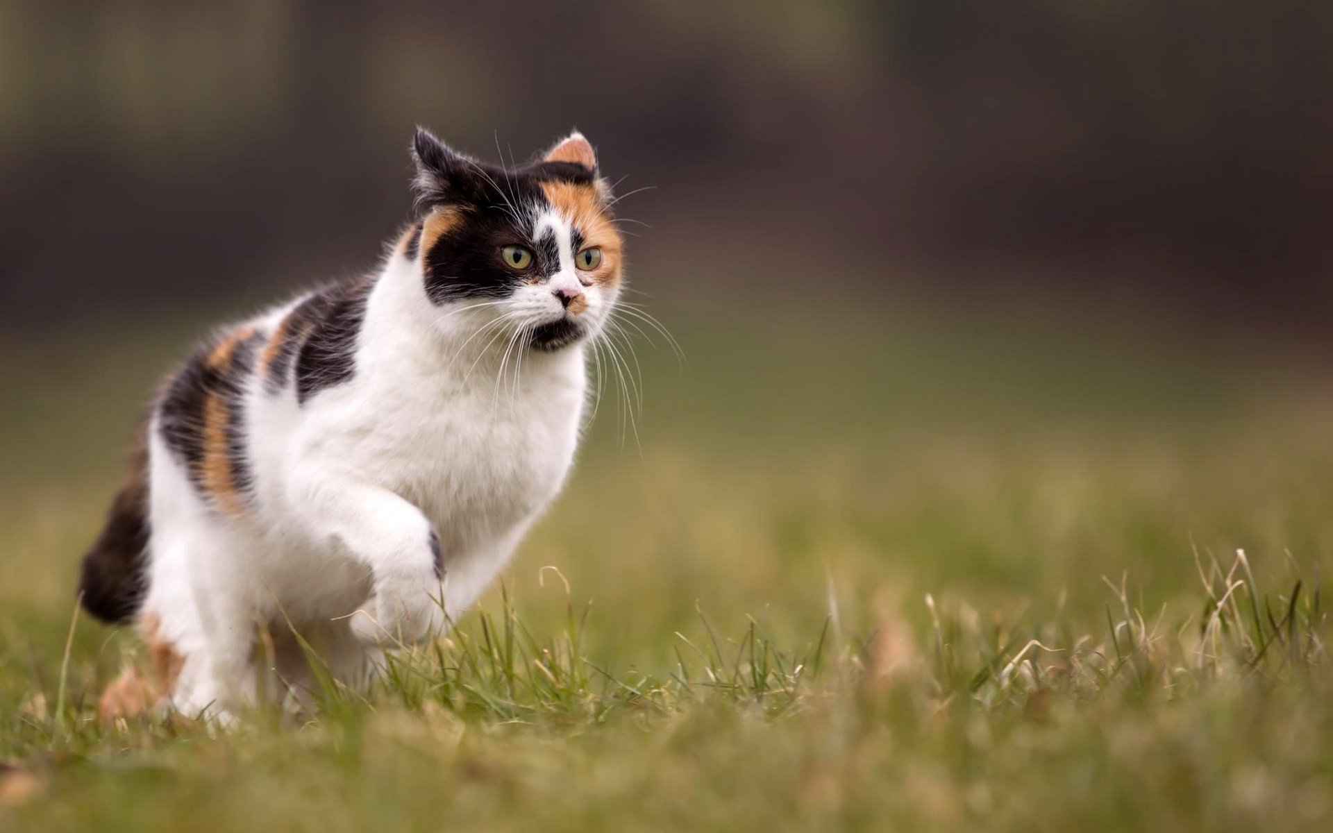 Majestic Cat in Motion | HD Animal Wallpaper