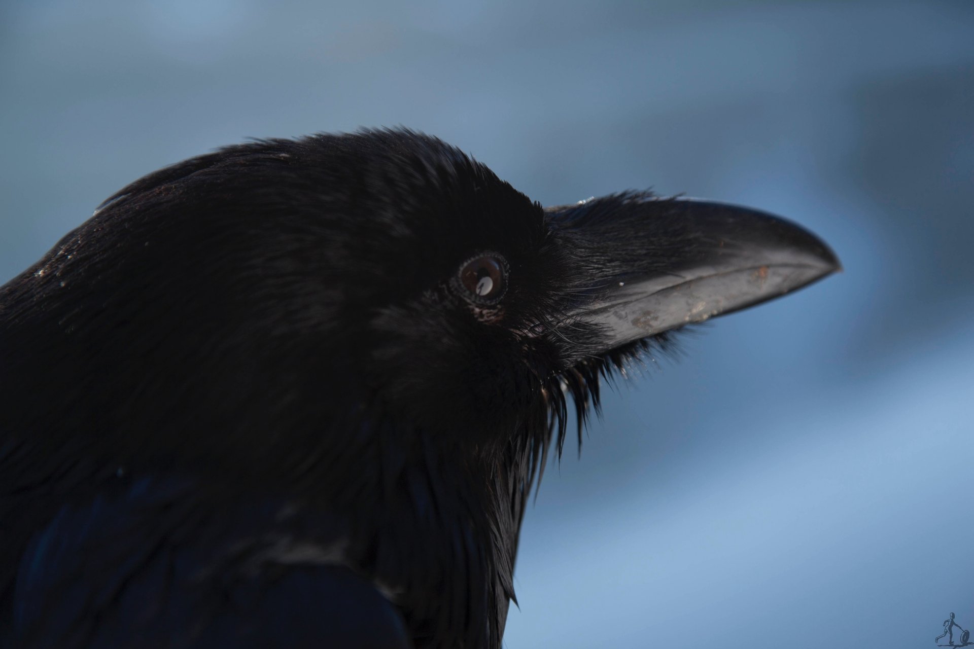 Raven Wallpaper Free Wallpapers Raven HD Wallpaper By Julian Bauer