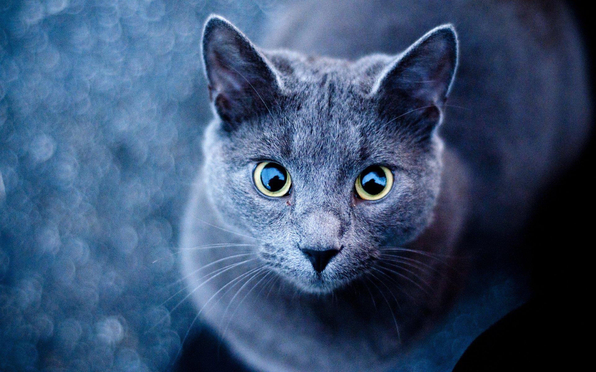 Cat HD Wallpaper