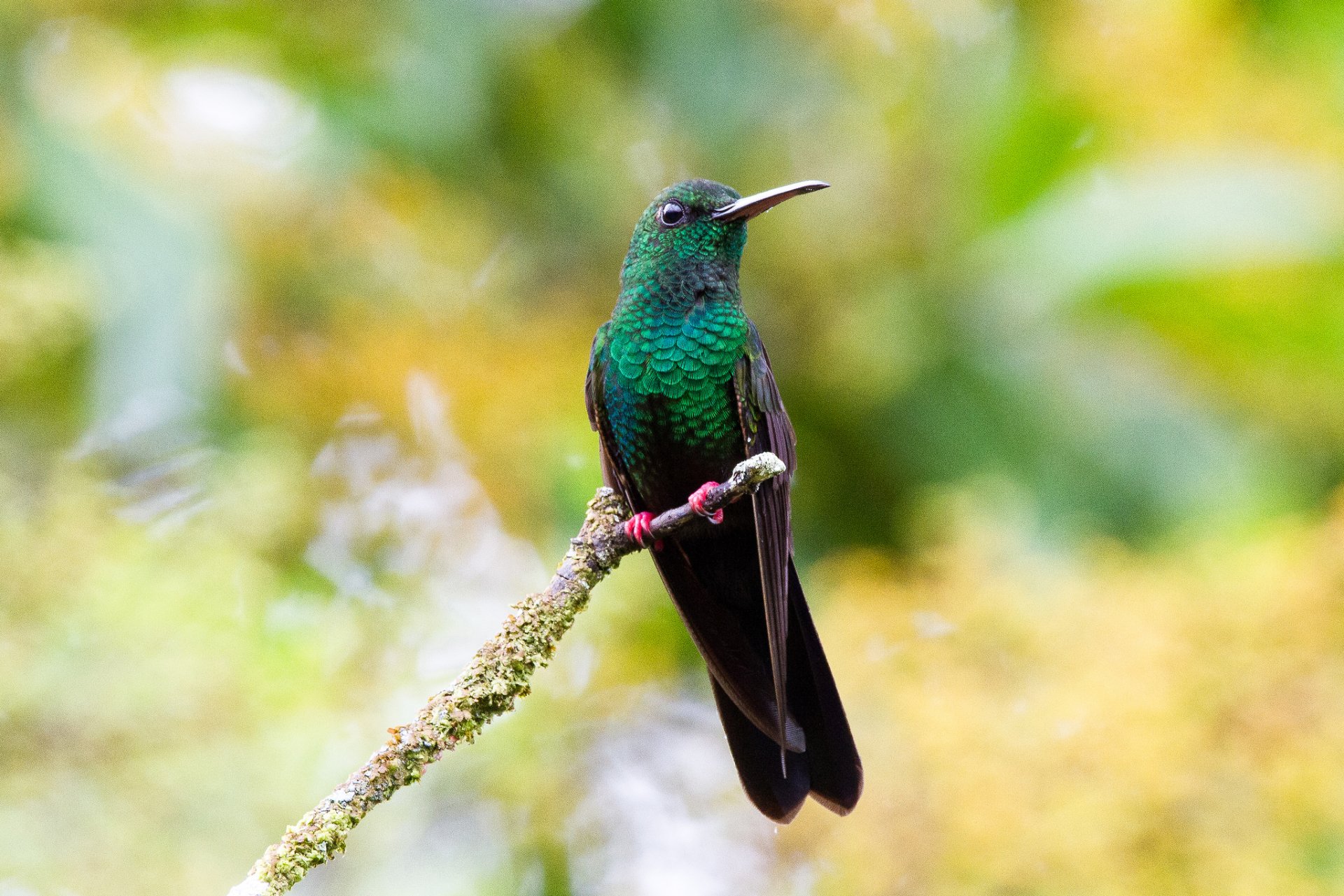 Download Bronze-tailed Plumeleteer Bird Animal Hummingbird HD Wallpaper ...