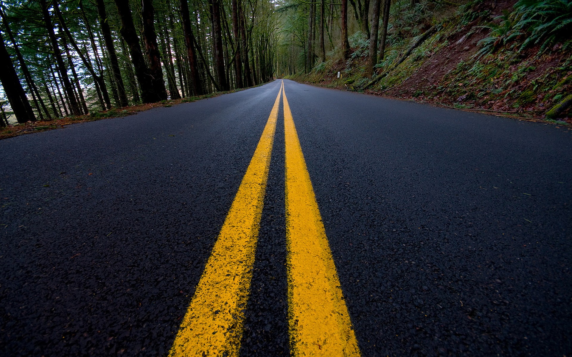 Download Nature Landscape Forest Man Made Road HD Wallpaper