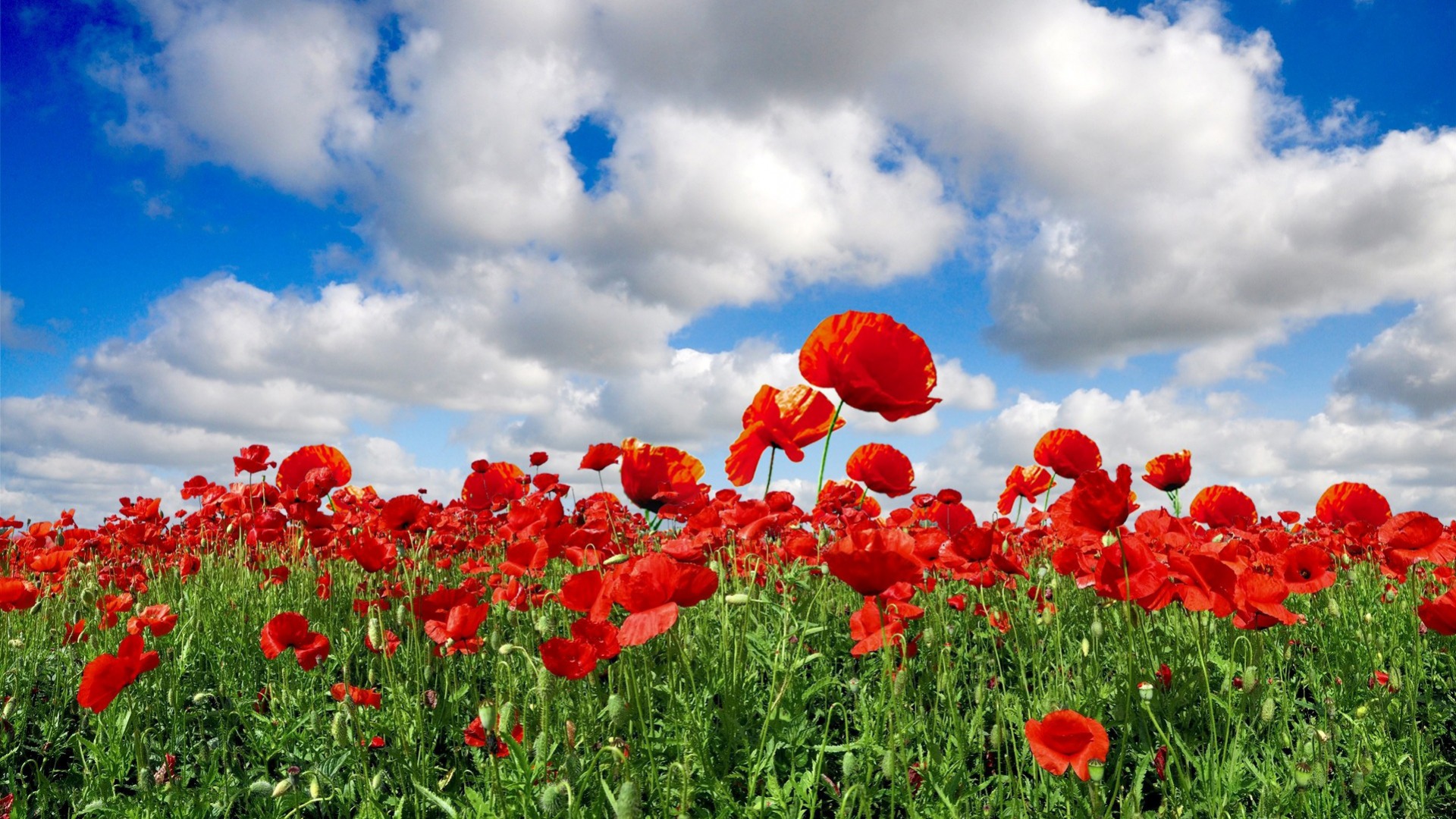 Download Cloud Sky Red Field Nature Poppy HD Wallpaper