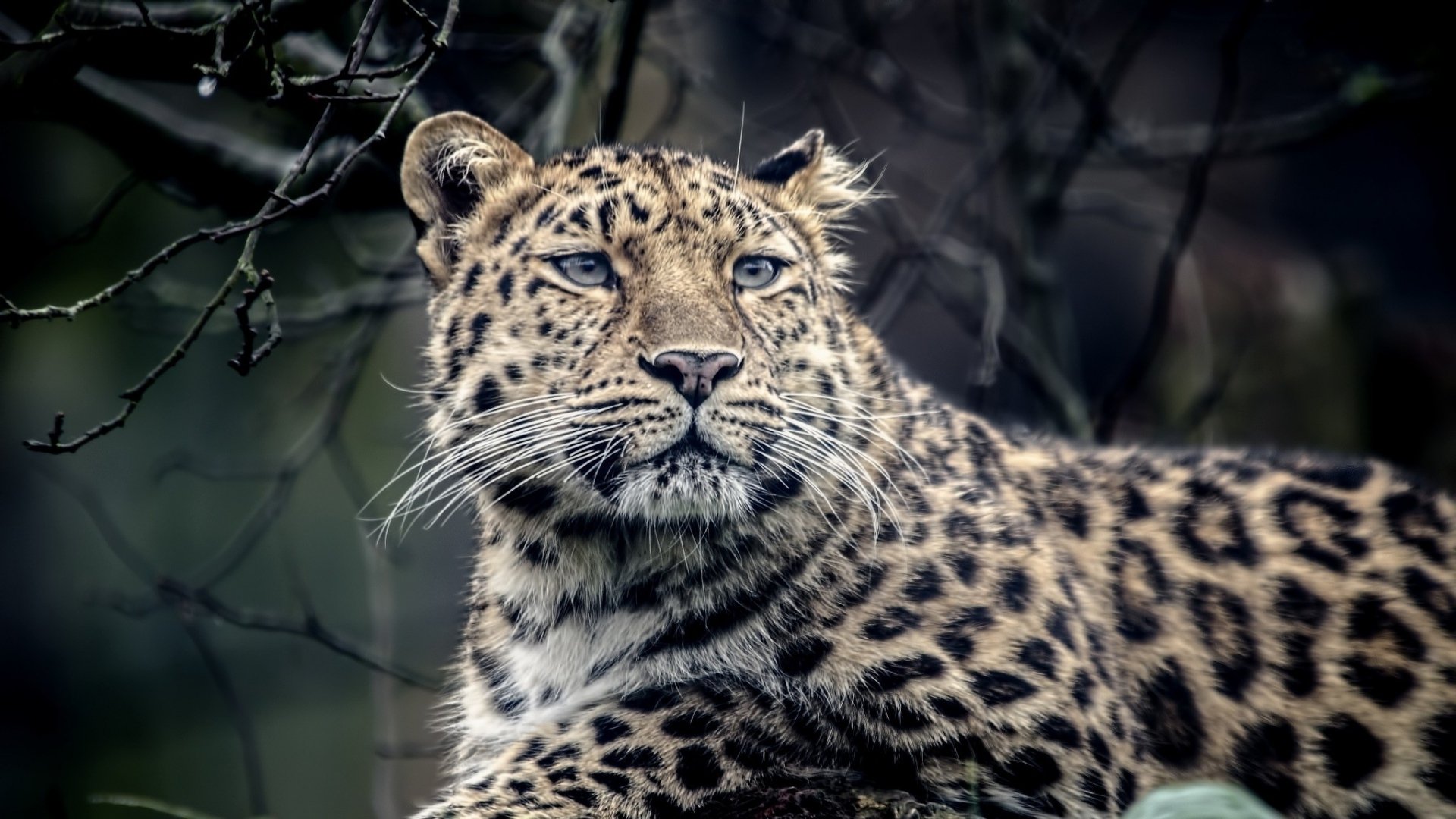 Download Animal Leopard HD Wallpaper