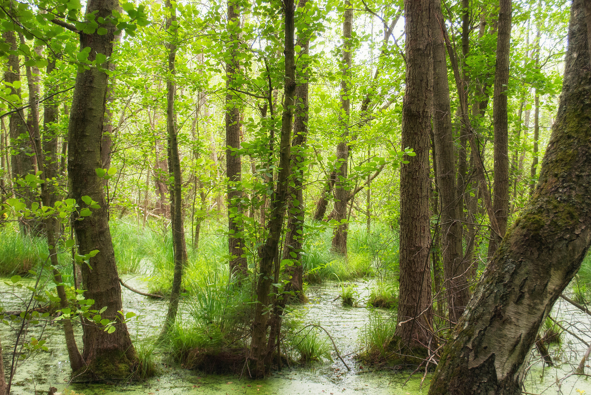 Download Nature Swamp HD Wallpaper
