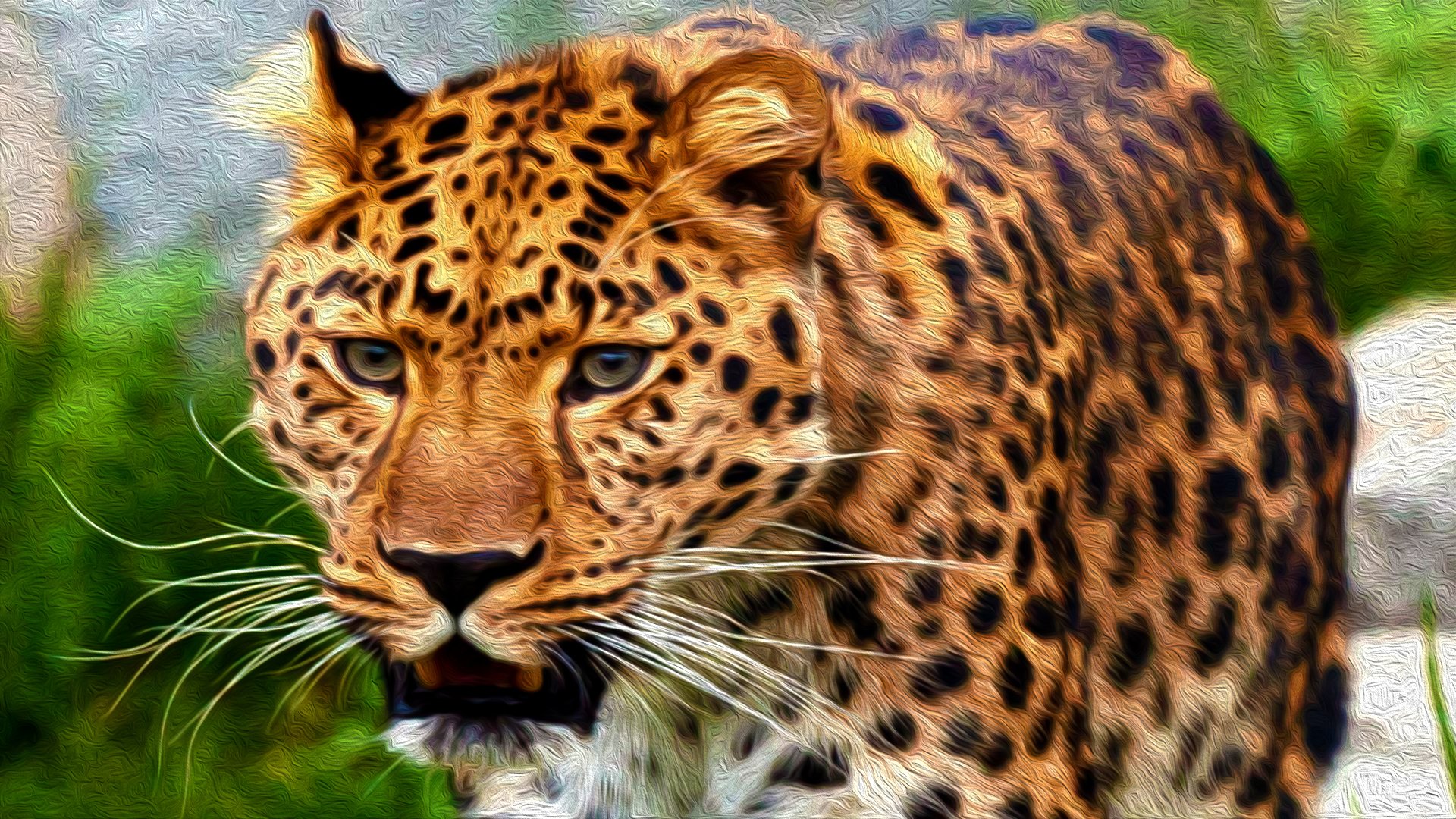 Download Leopard Hd Wallpaper