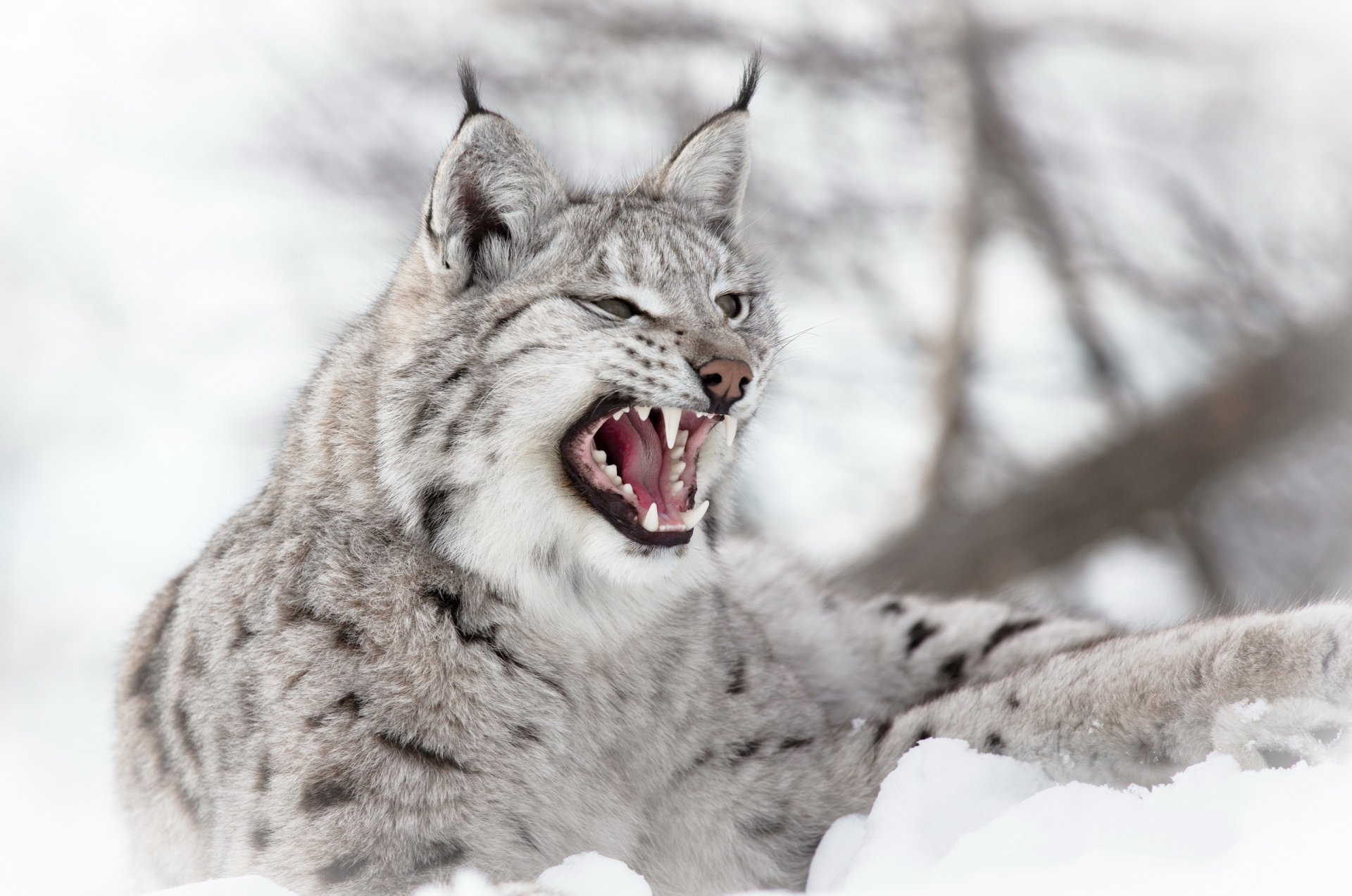 Snow Lynx Snarl — 2K Quad HD Wallpaper | 2562x1698 | Wallpaper Abyss