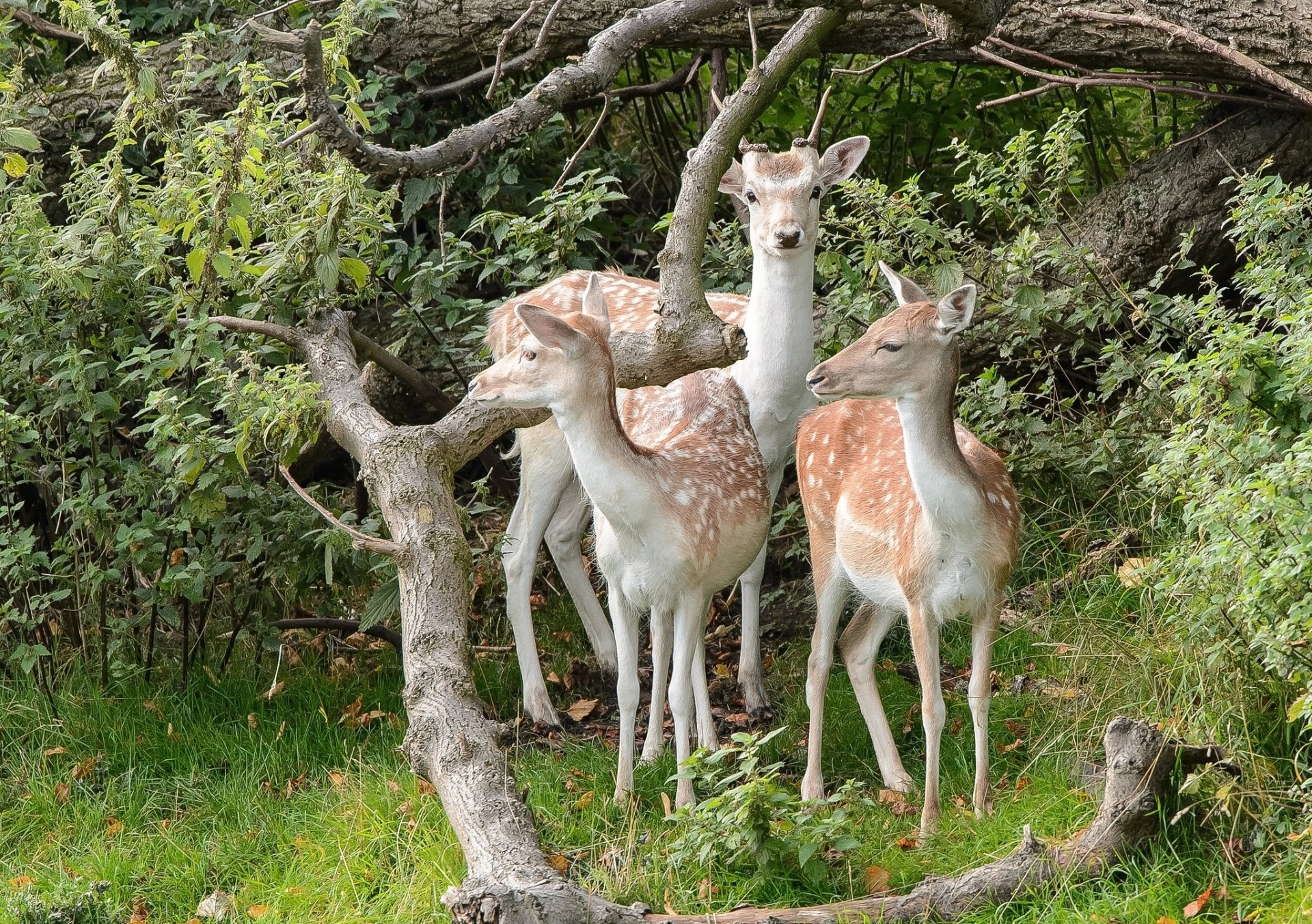 Majestic Deer Trio: HD Animal Wildlife Wallpaper