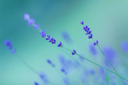 Lavender - Desktop Wallpapers, Phone Wallpaper, PFP, Gifs, and More!