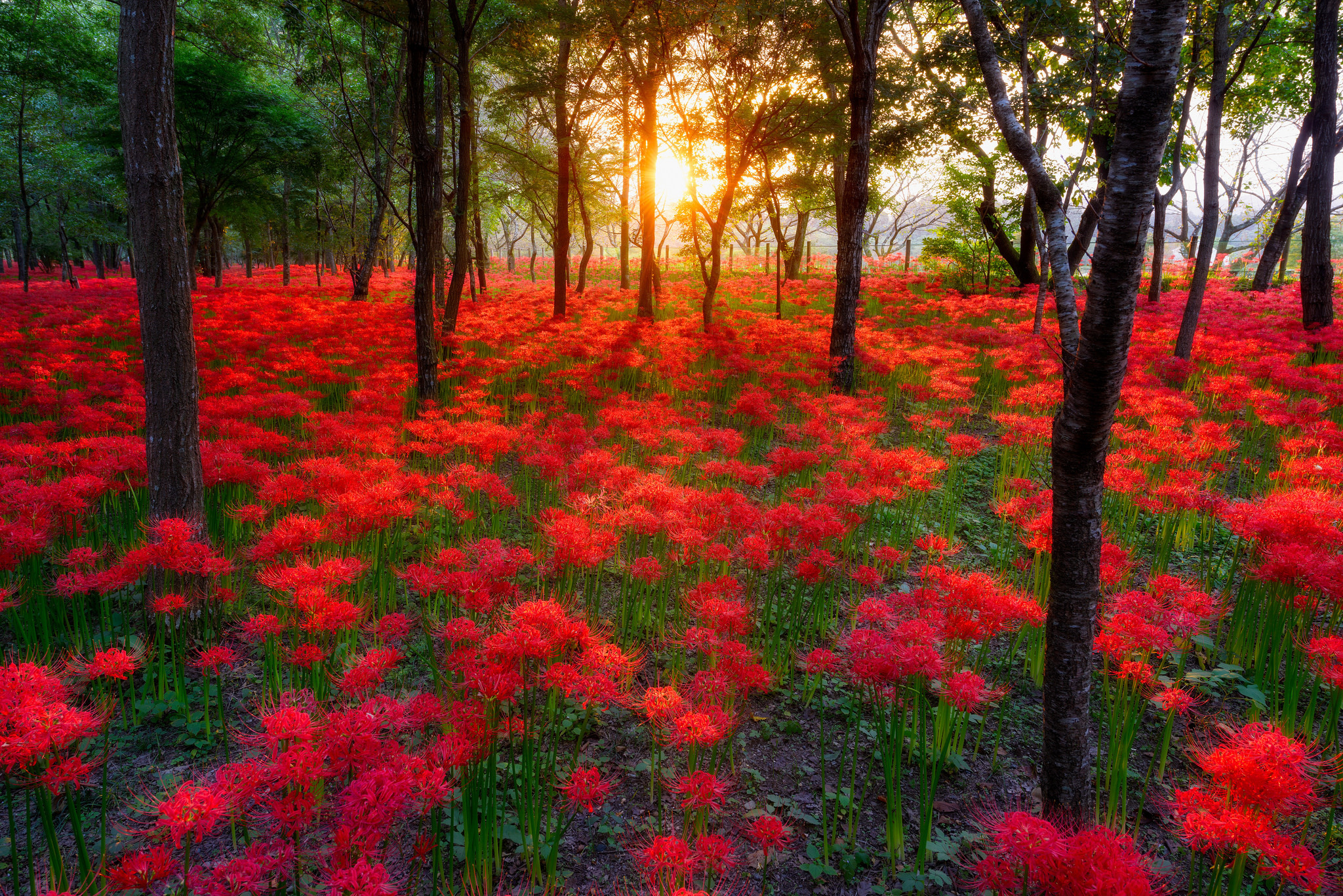 Download Red Flower Tree Flower HDR Sunset Forest Nature Sunbeam HD ...