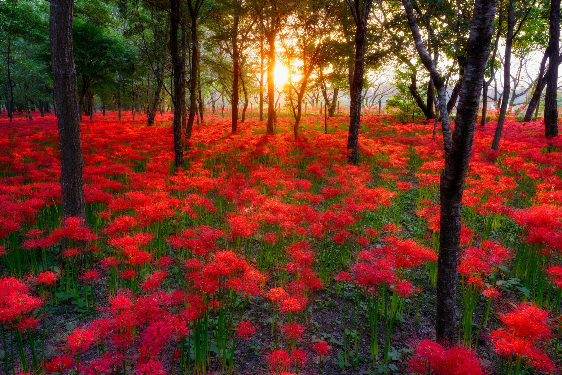 Download Red Flower Tree Flower HDR Sunset Forest Nature Sunbeam HD ...