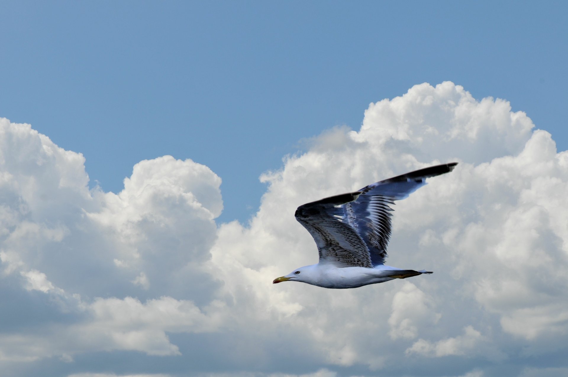 Seagull 4k Ultra HD Wallpaper