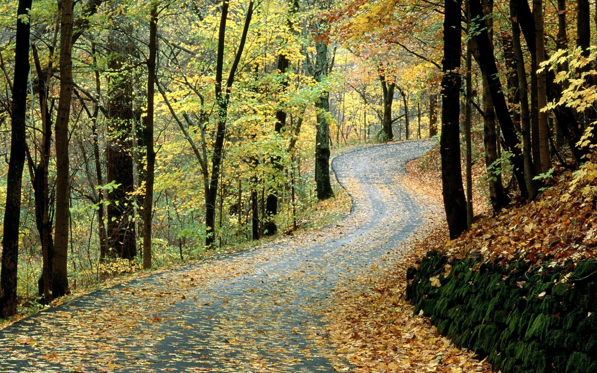Download Nature Man Made Road HD Wallpaper