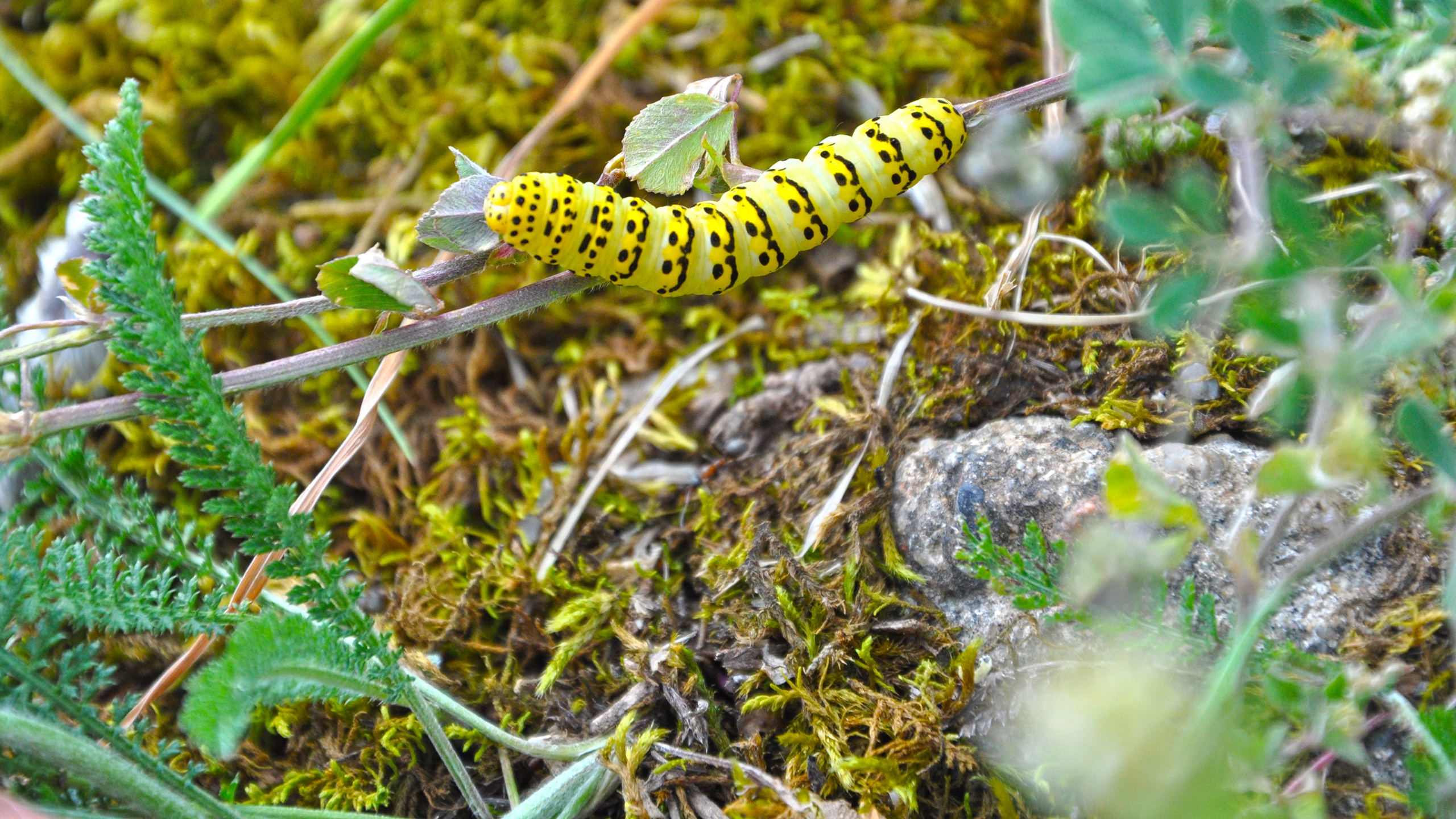 Download Animal Caterpillar HD Wallpaper