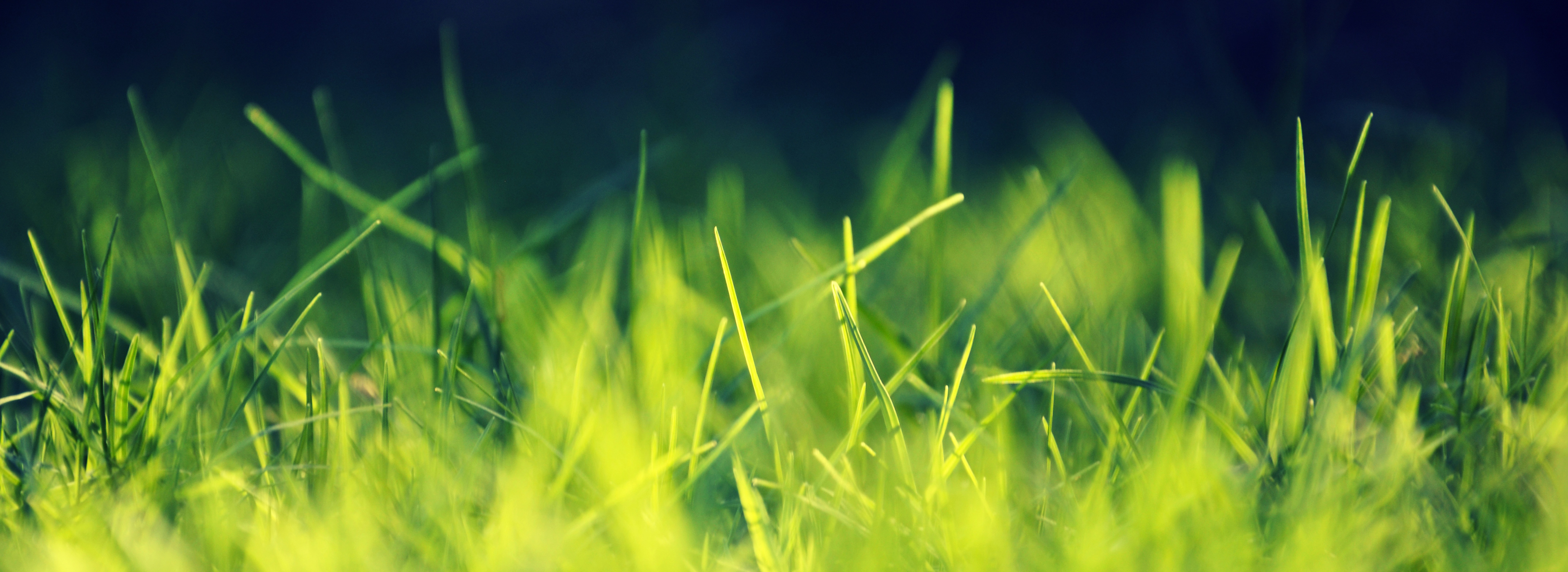 Download Nature Grass HD Wallpaper