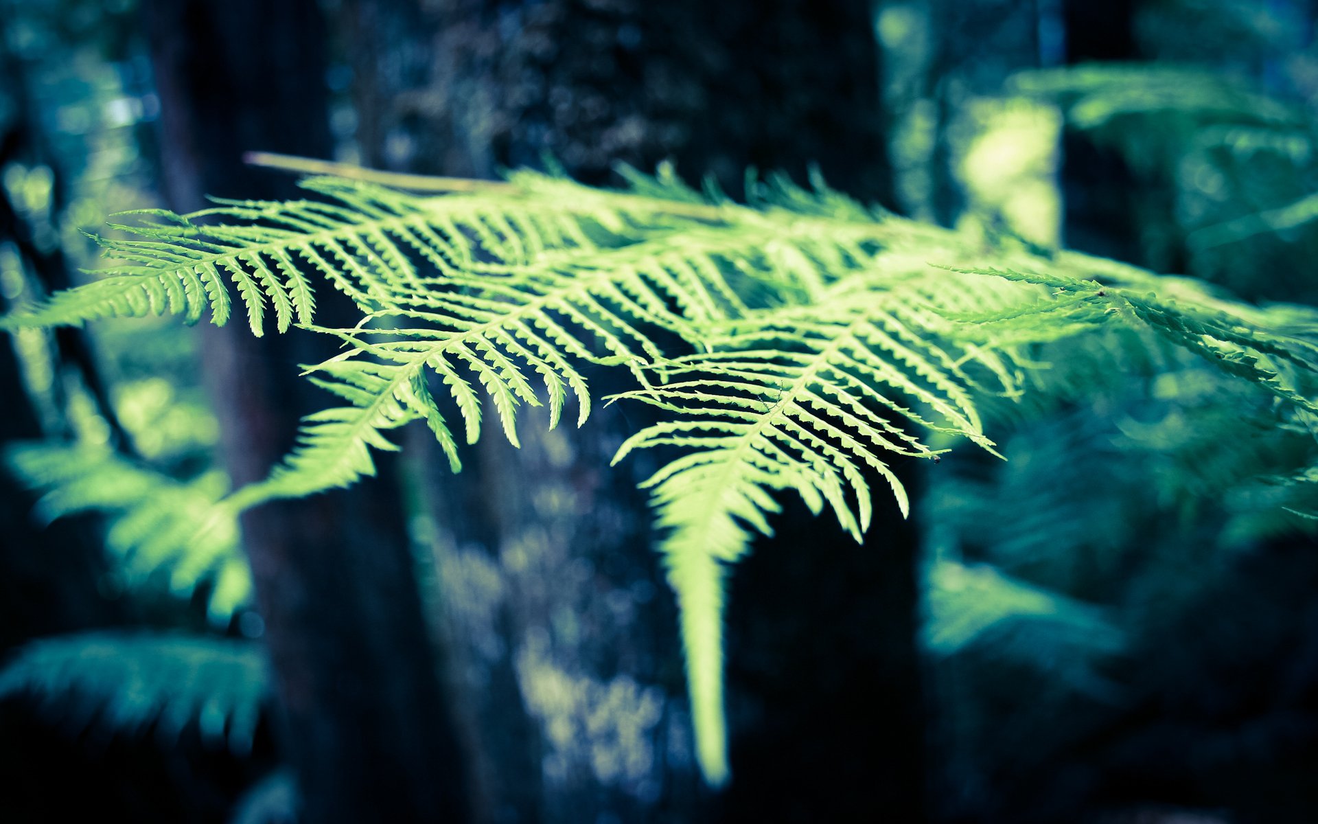 Download Nature Fern HD Wallpaper