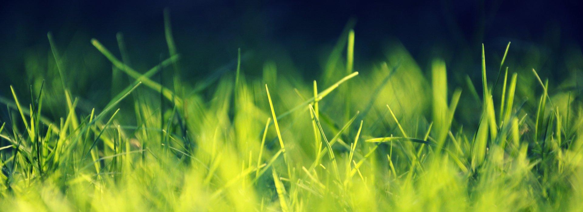 Download Nature Grass HD Wallpaper | 3840x1400 | Wallpaper Abyss